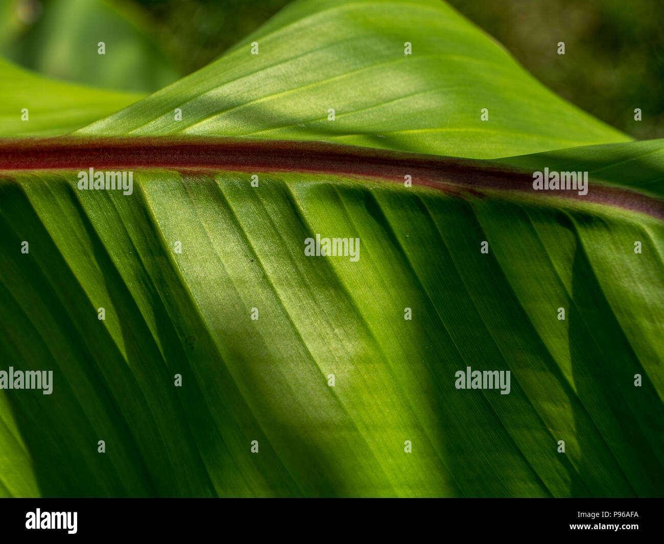 banana tree leave close up texture background shadow sunny Stock Photo ...