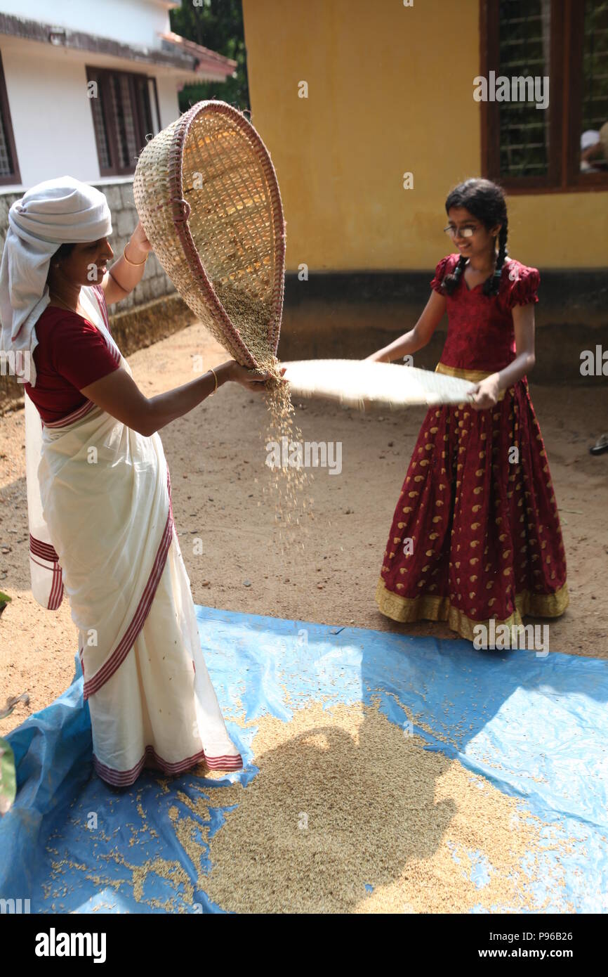 Rice drying hi-res stock photography and images - Alamy