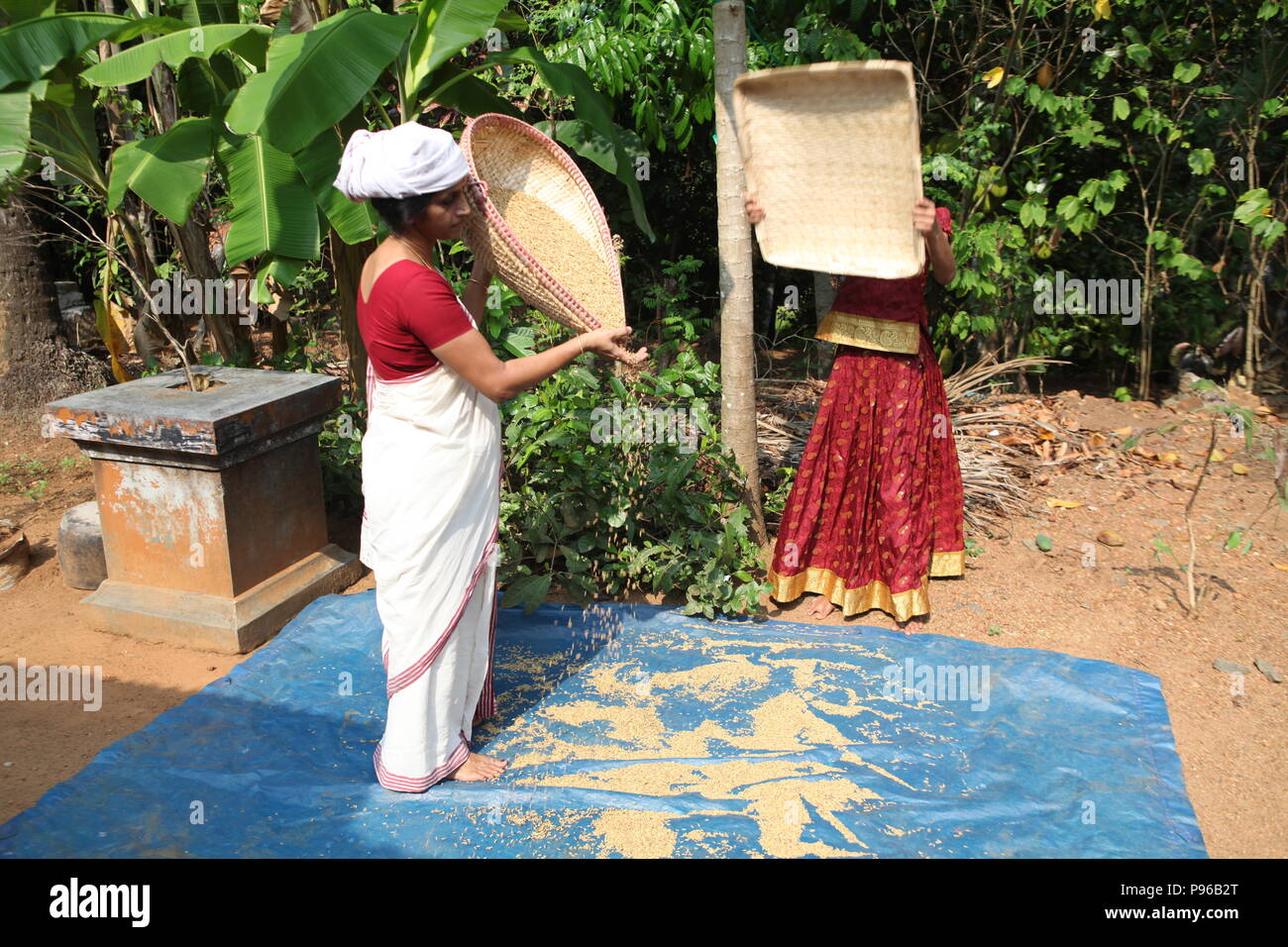Rice drying hi-res stock photography and images - Alamy