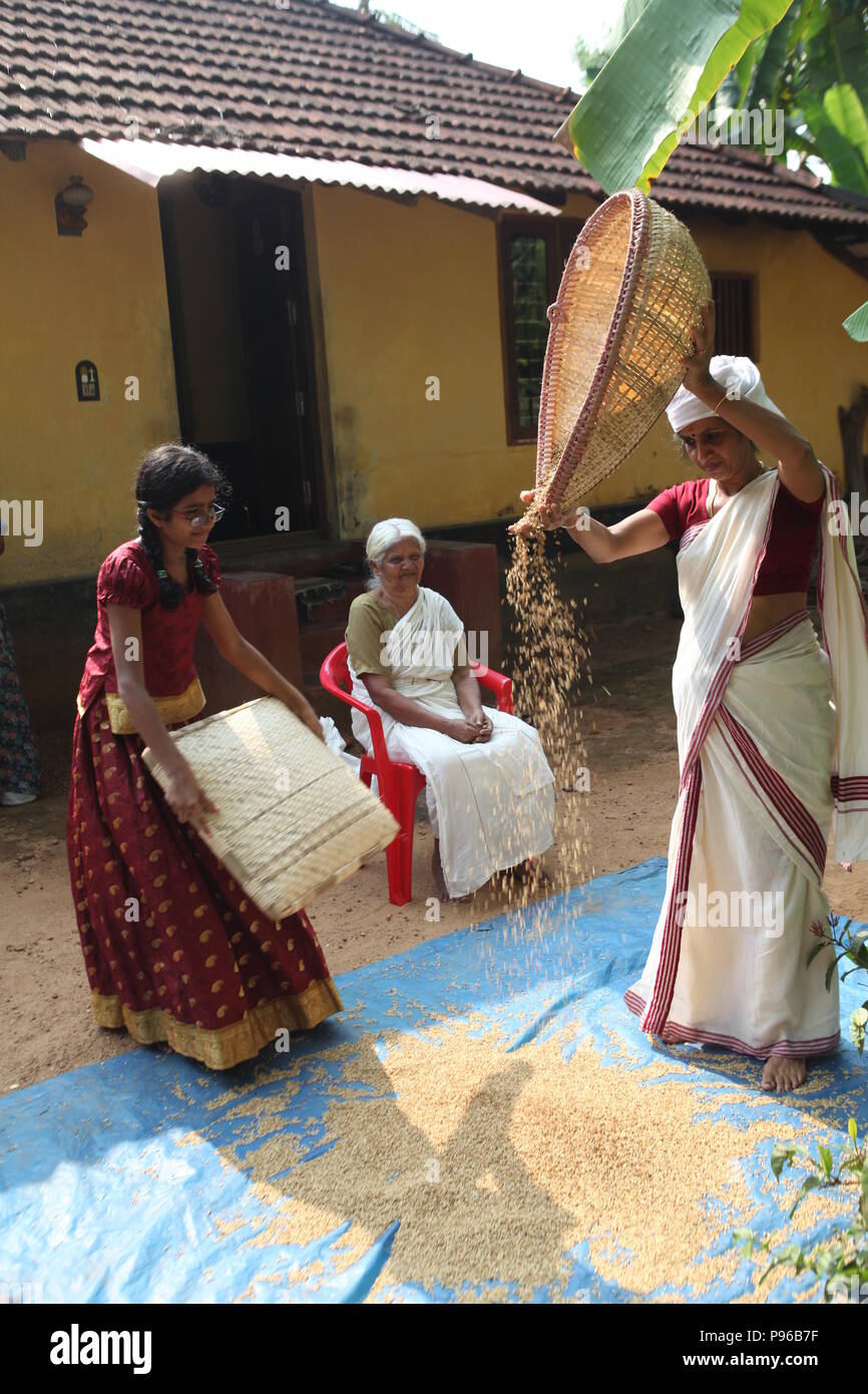 Rice drying hi-res stock photography and images - Alamy