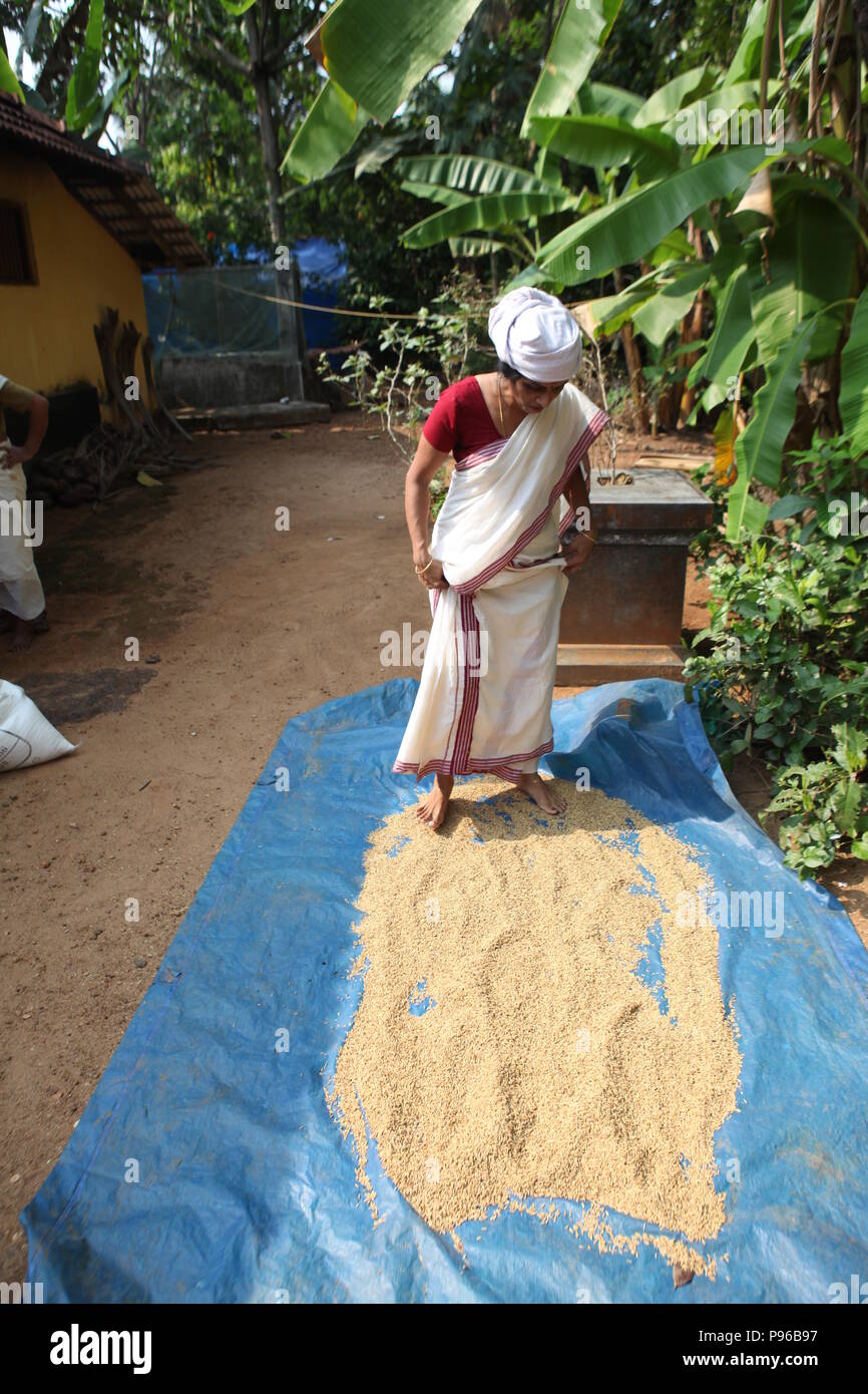 processing of husked rice;drying it naturally under the sun,then ...