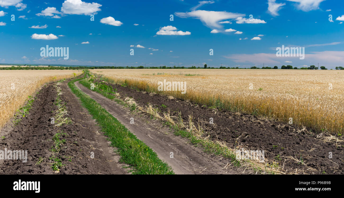 June Ukrainian rural landscape with wheat fields and earth road between ...