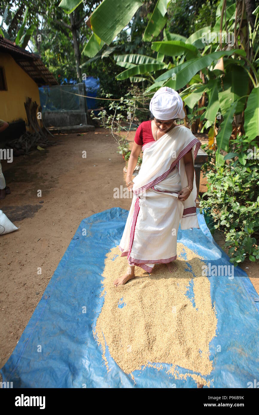 processing of husked rice;drying it naturally under the sun,then ...