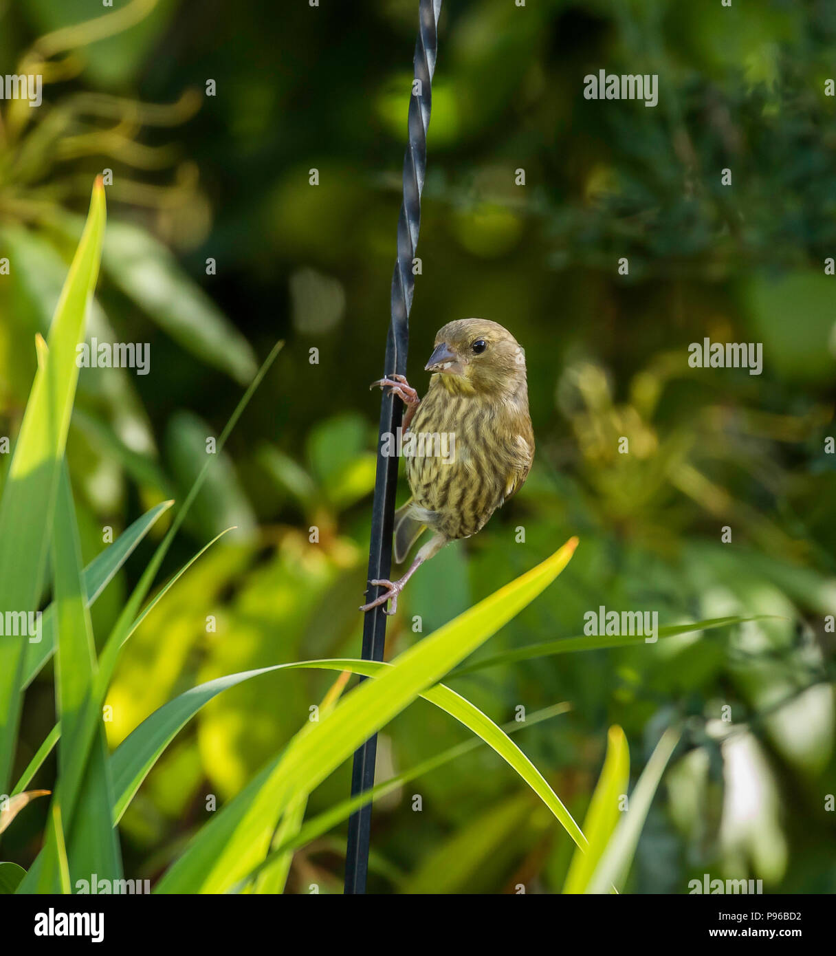 Young greenfinch uk hi-res stock photography and images - Alamy