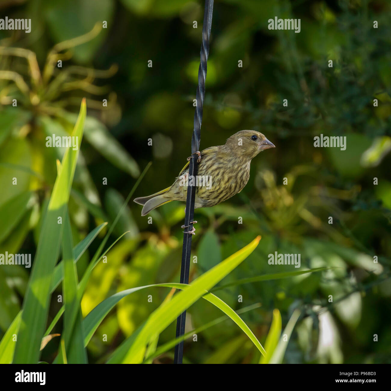Young greenfinch uk hi-res stock photography and images - Alamy