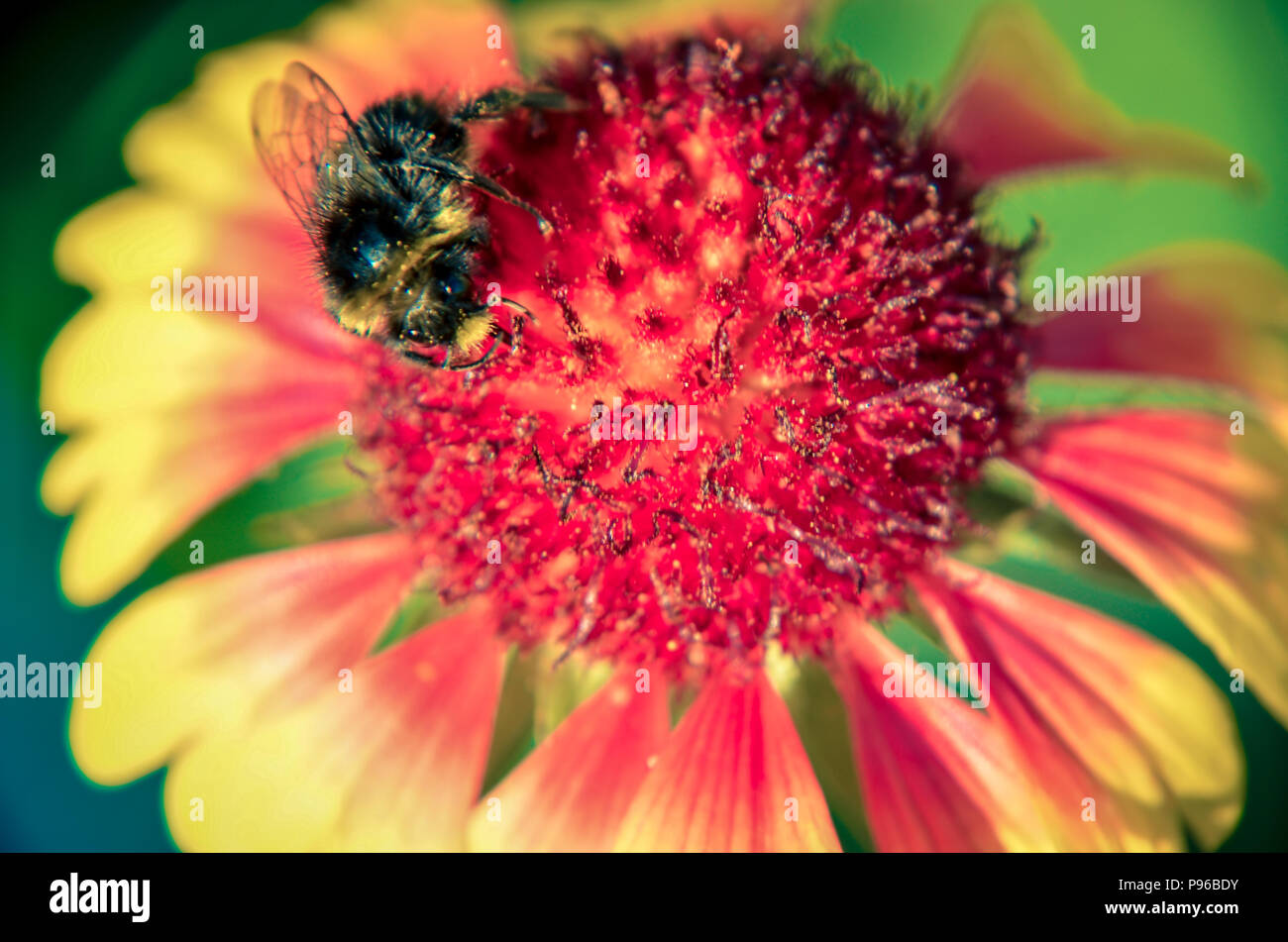 Bumble Bee Pollen High Resolution Stock Photography and Images - Alamy