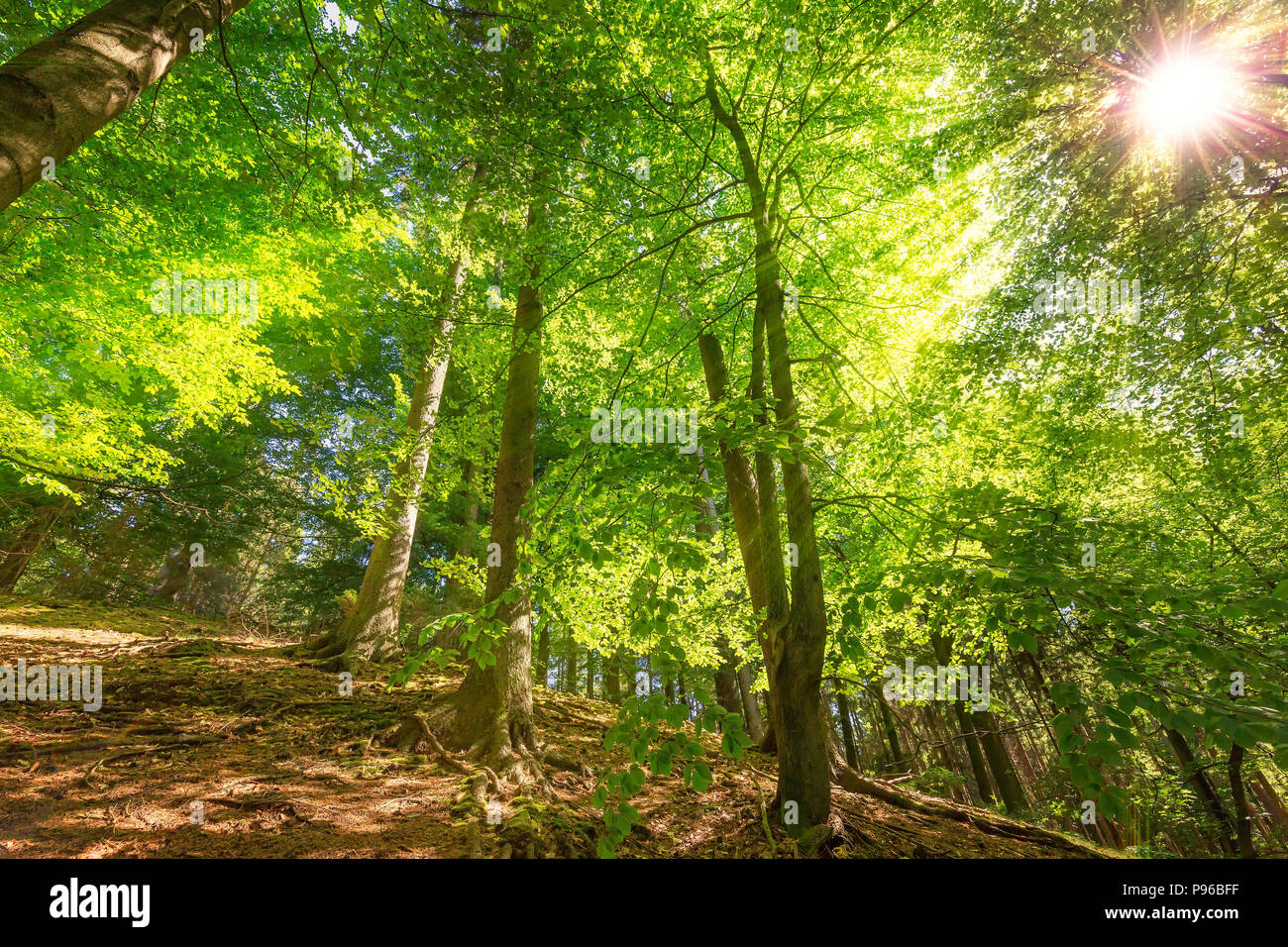 sunlight in deciduous forest Stock Photo - Alamy