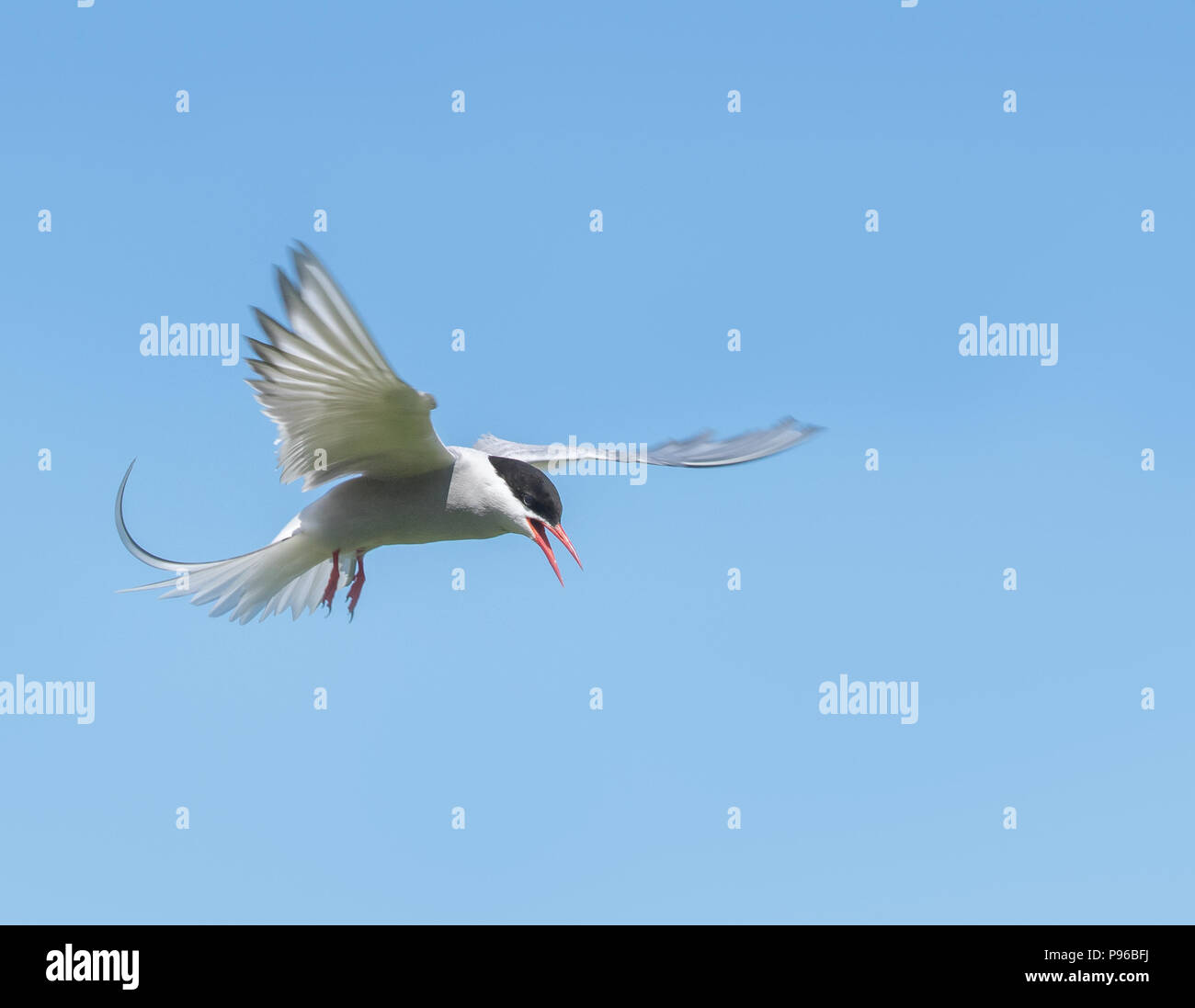 Hovering pose hi-res stock photography and images - Alamy
