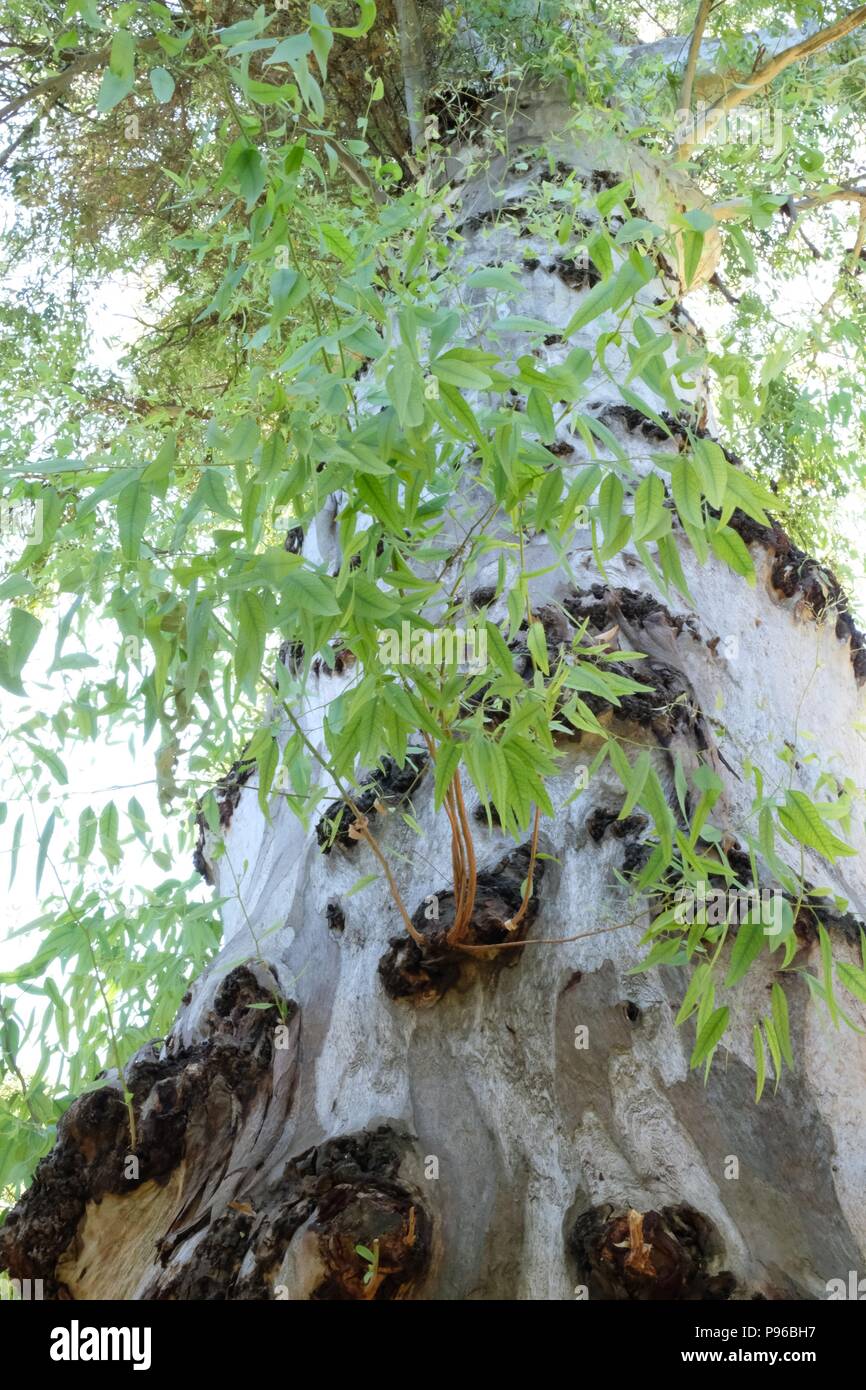Eucalyptus tree in Seville in Spain Stock Photo - Alamy