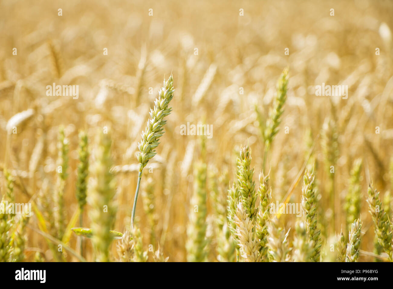 Mature Wheat Field Stock Photos & Mature Wheat Field Stock Images - Alamy