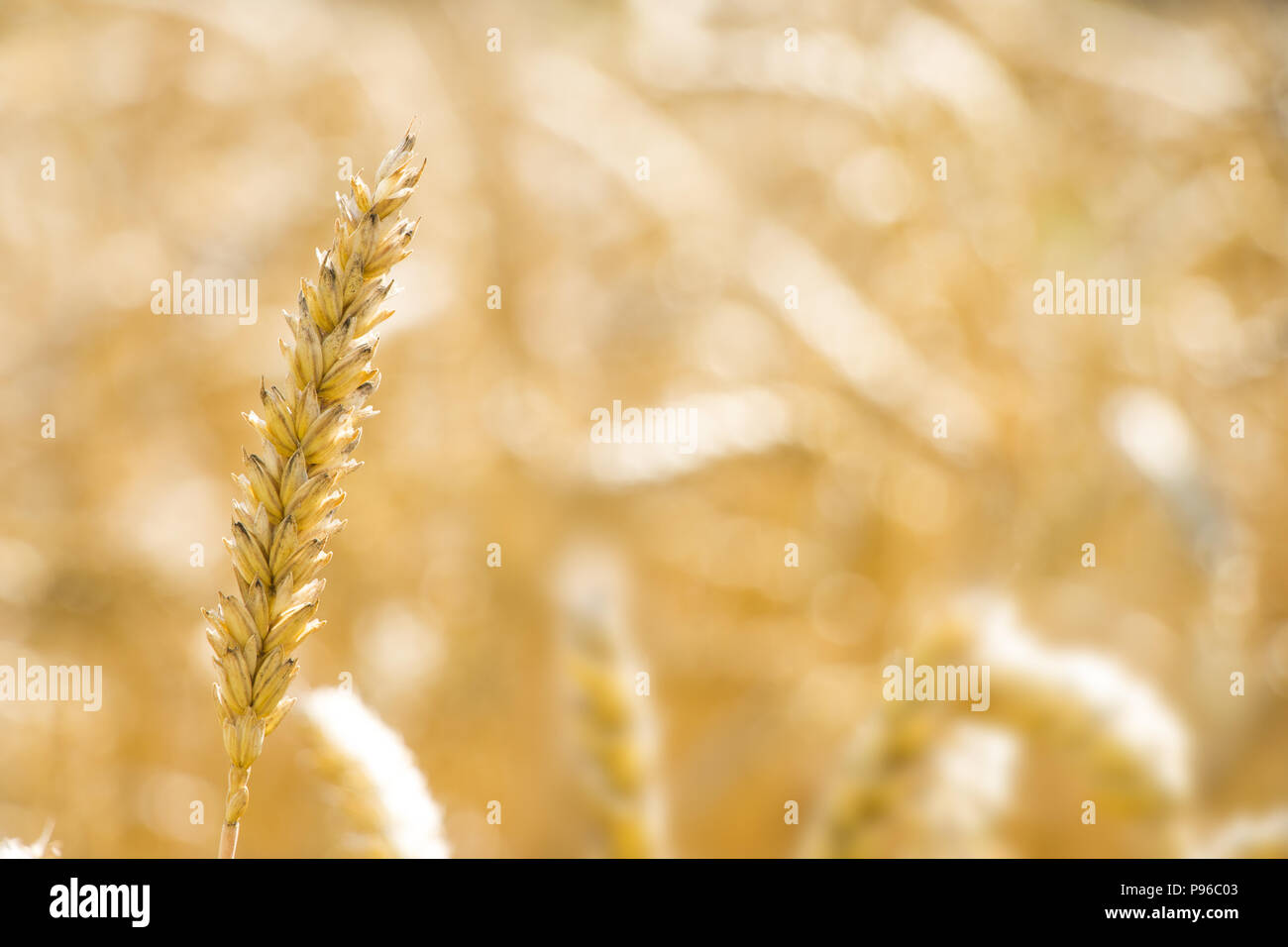 one wheat spike on field bokeh Stock Photo - Alamy