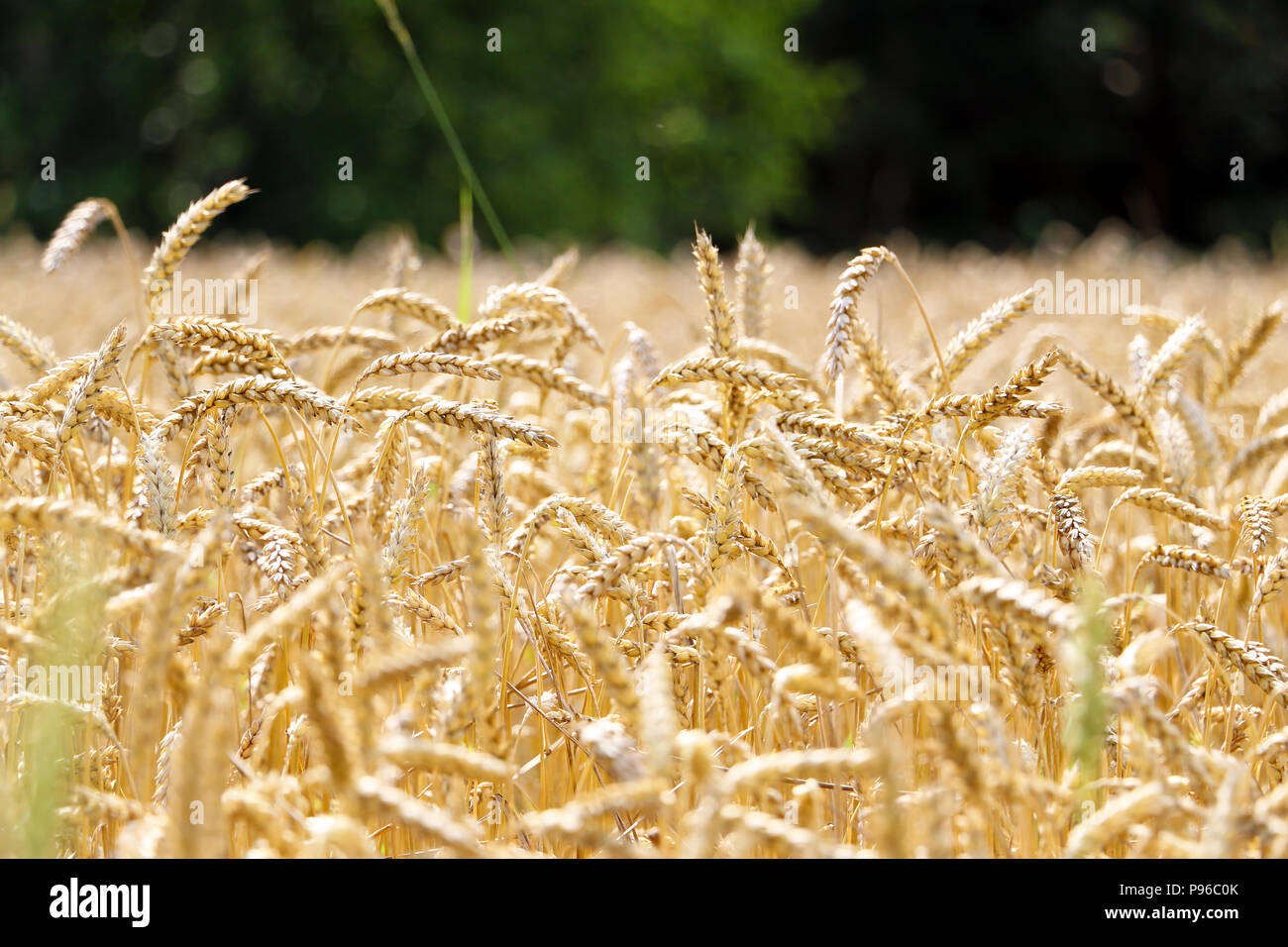wheat field on forest background Stock Photo - Alamy