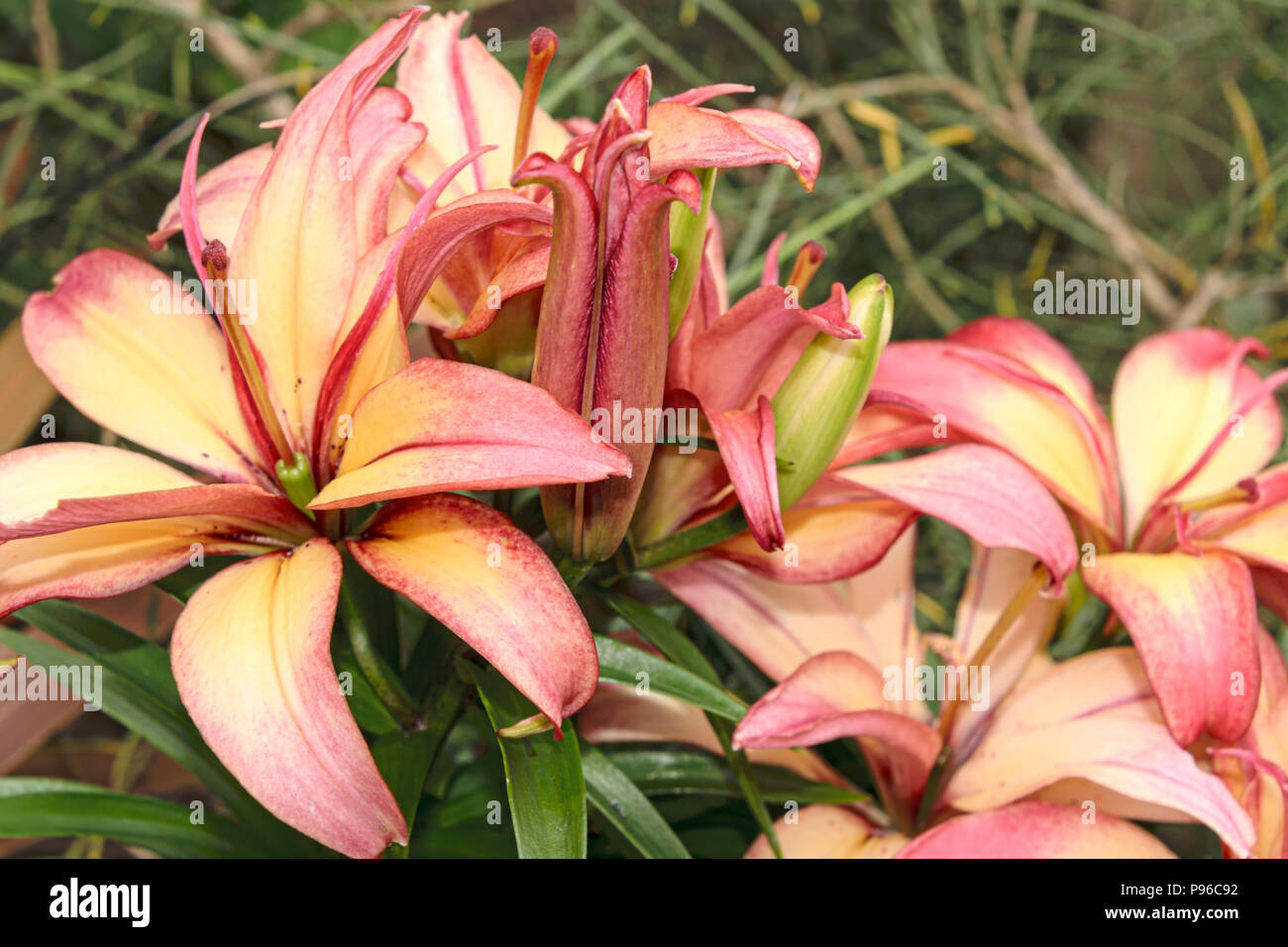 Lilium royal sunset hi-res stock photography and images - Alamy