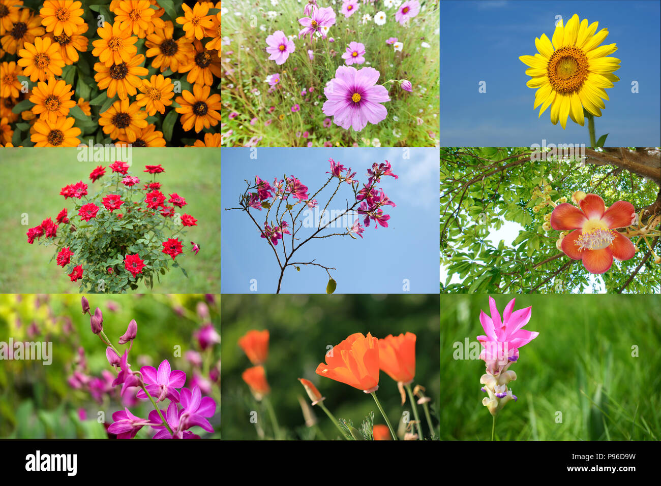 Collage with flowers hi-res stock photography and images - Alamy