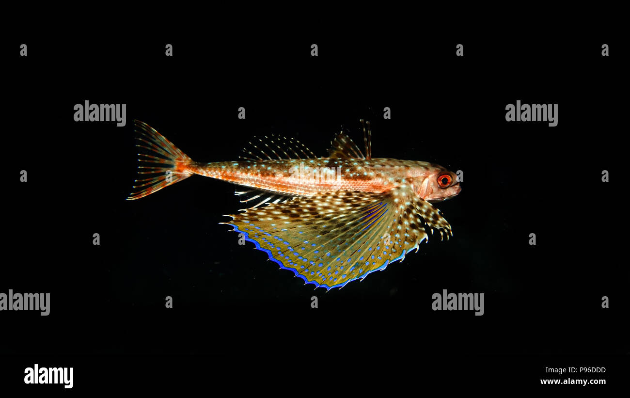 Flying gurnard portrait Stock Photo - Alamy