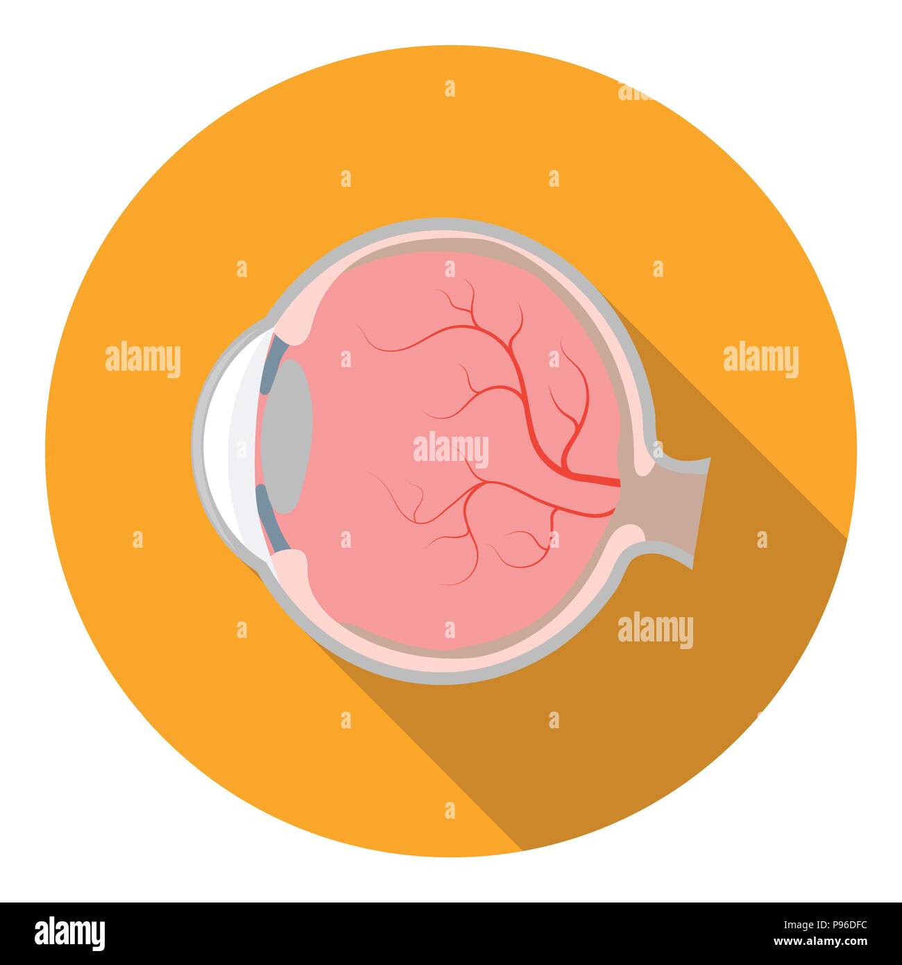 Eyeball icon in flat style isolated on white background. Organs symbol ...