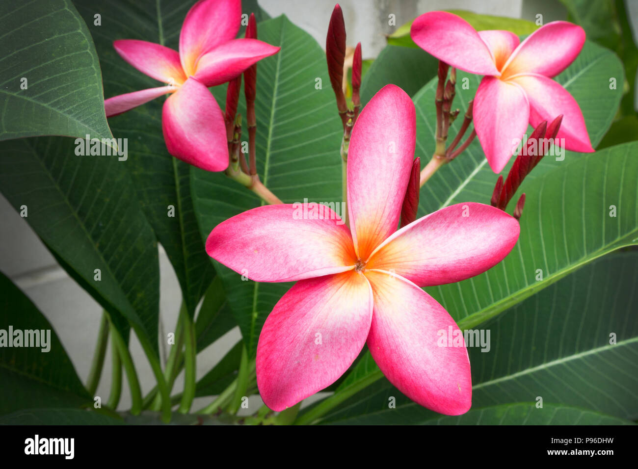 Plumeria spp. (frangipani flowers, Frangipani, Pagoda tree or Temple ...