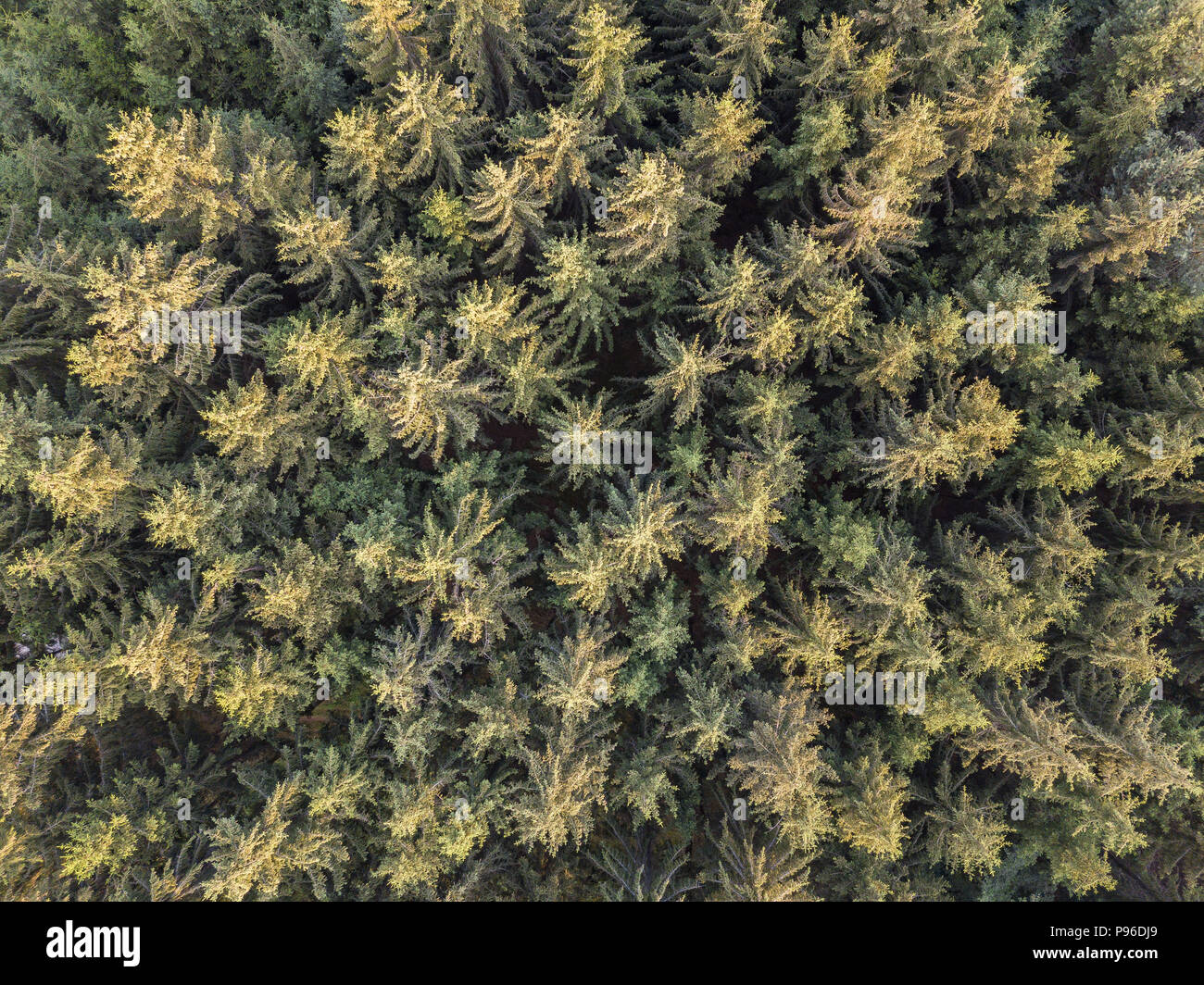 Aerial forest top down shot hi-res stock photography and images - Alamy