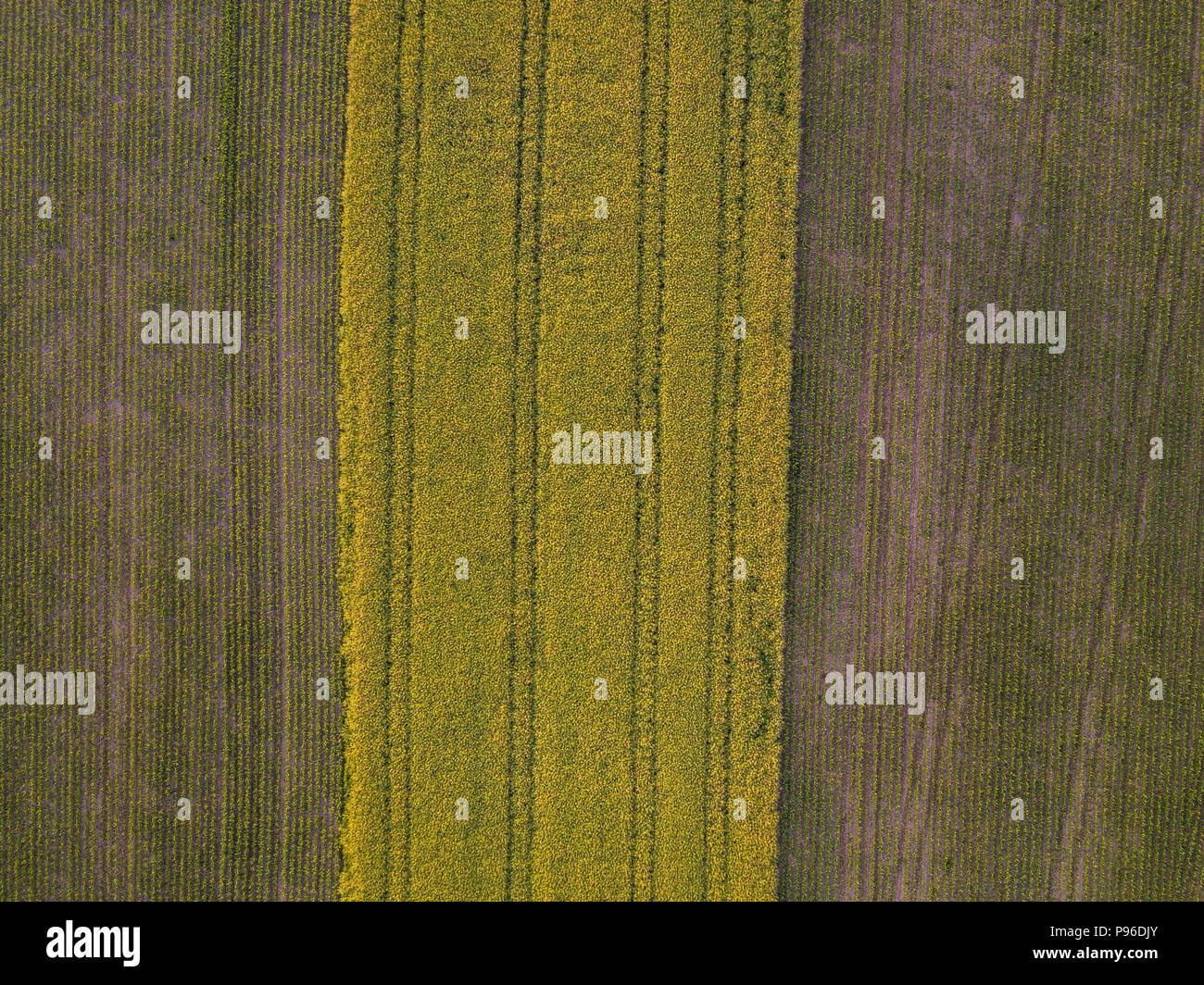 yellow grain field land from the air photographs Stock Photo - Alamy