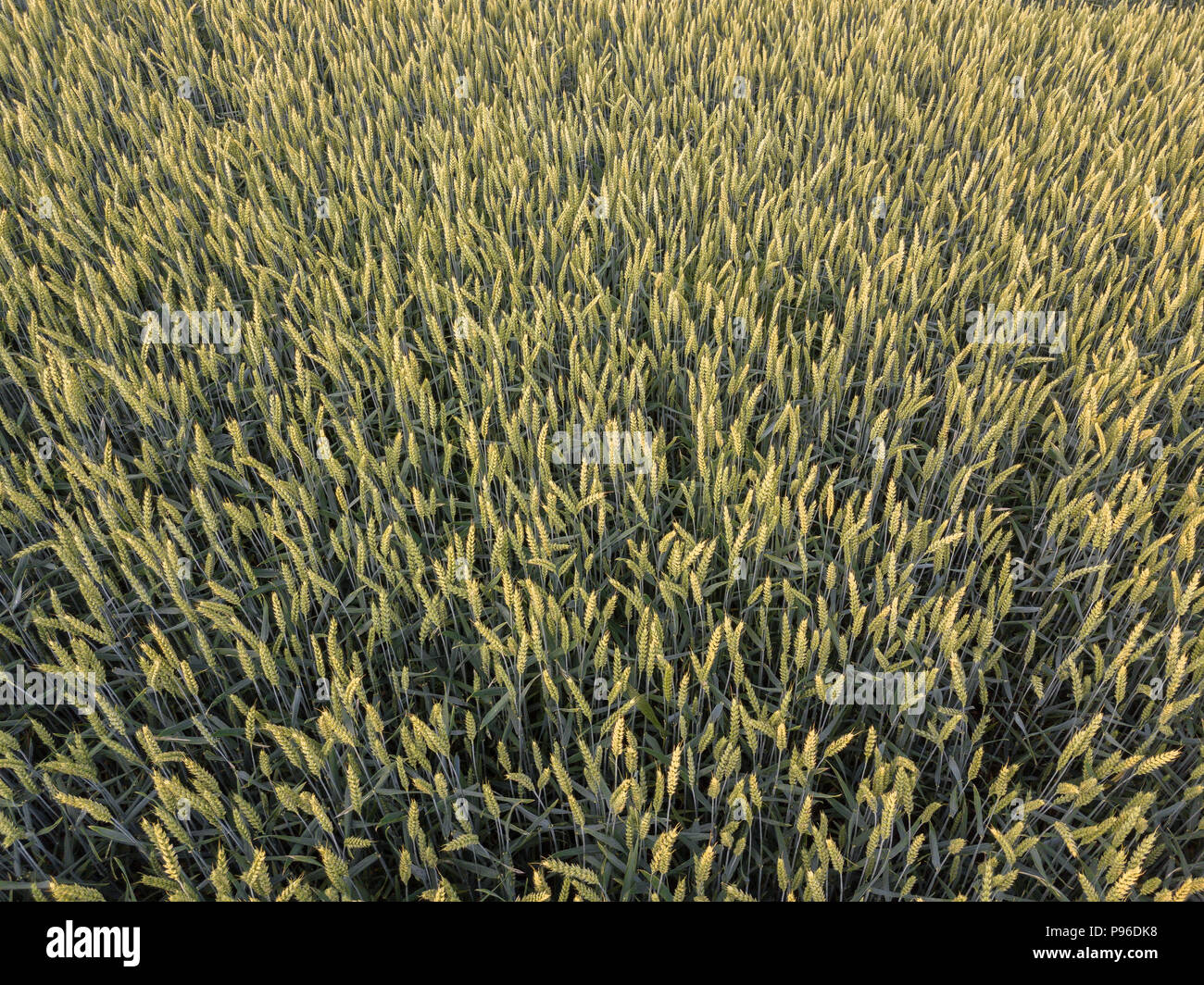 Beautiful cornfield landscape shot hi-res stock photography and images ...