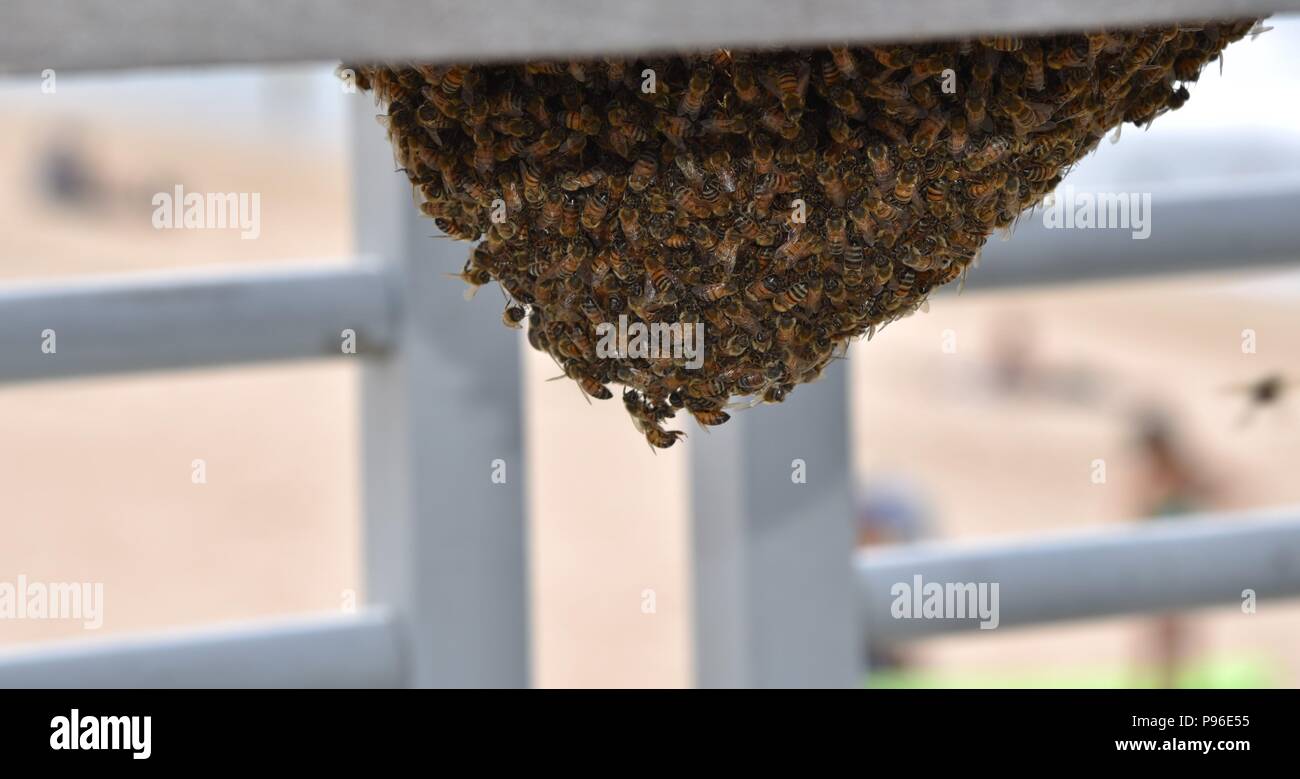Bees swarming around queen under park bench Stock Photo - Alamy