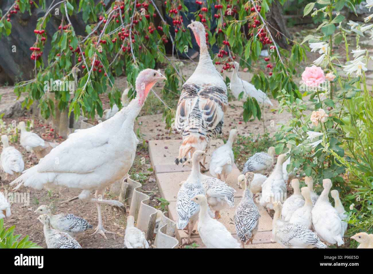 Turkey and little Turkey walks around the yard in the summer Stock ...
