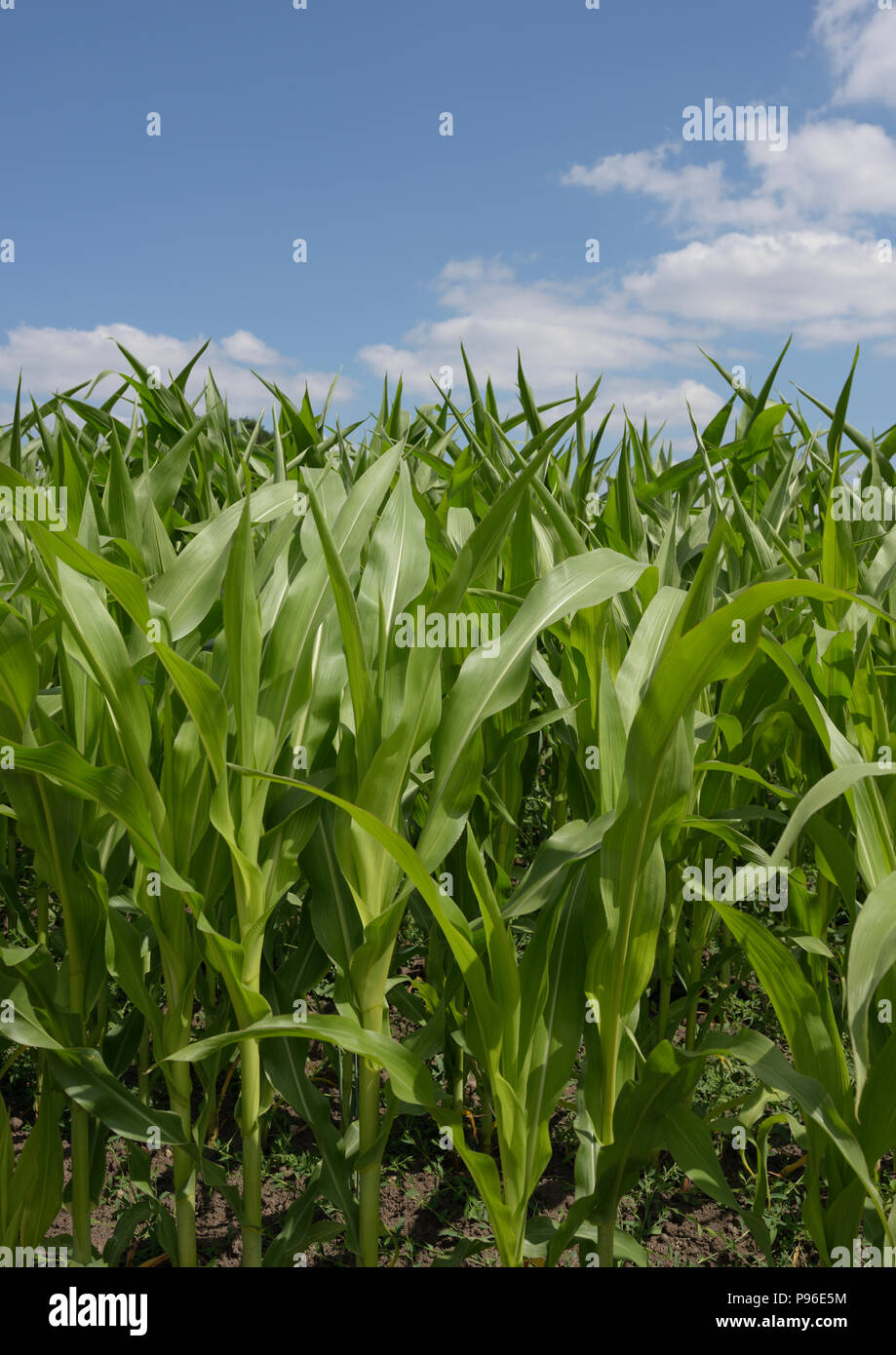 Maize field, crop growing in the north west of england in the uk Stock ...