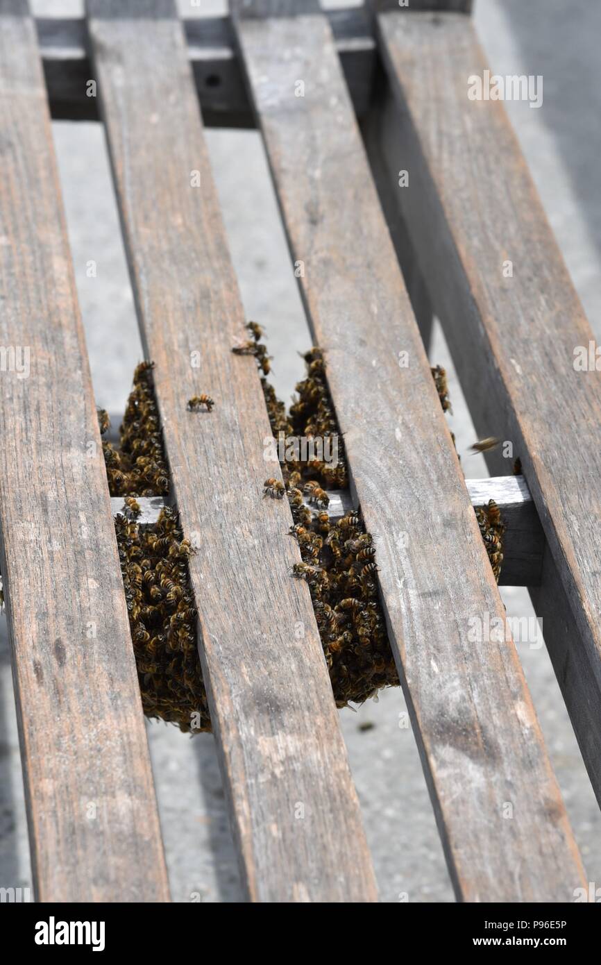 Bees swarming around queen under park bench Stock Photo - Alamy