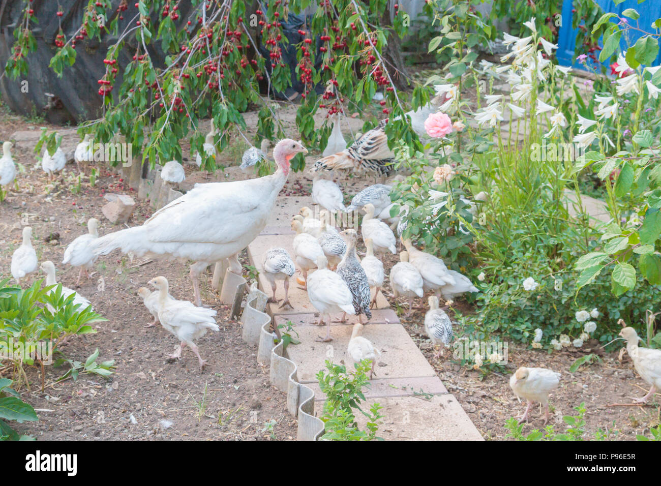 Turkey and little Turkey walks around the yard in the summer Stock ...