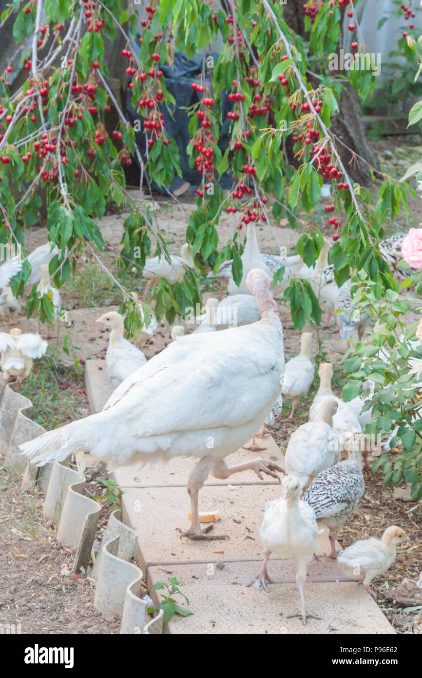 Turkey and little Turkey walks around the yard in the summer Stock ...
