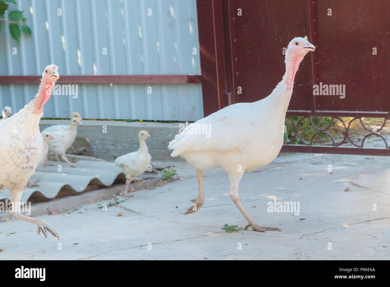 Turkey and little Turkey walks around the yard in the summer Stock ...