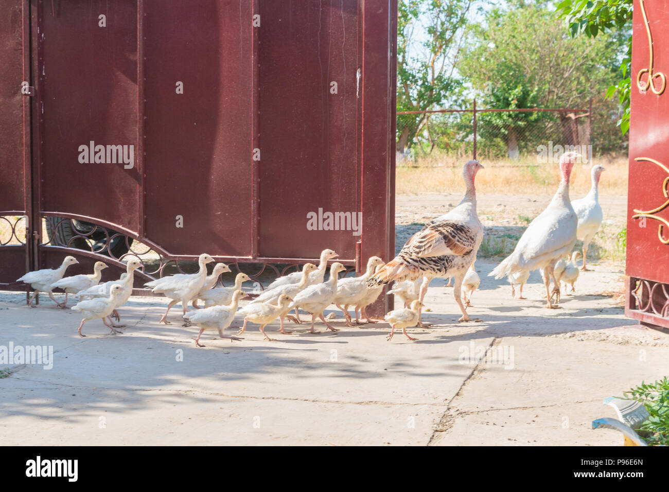 Turkey and little Turkey walks around the yard in the summer Stock ...