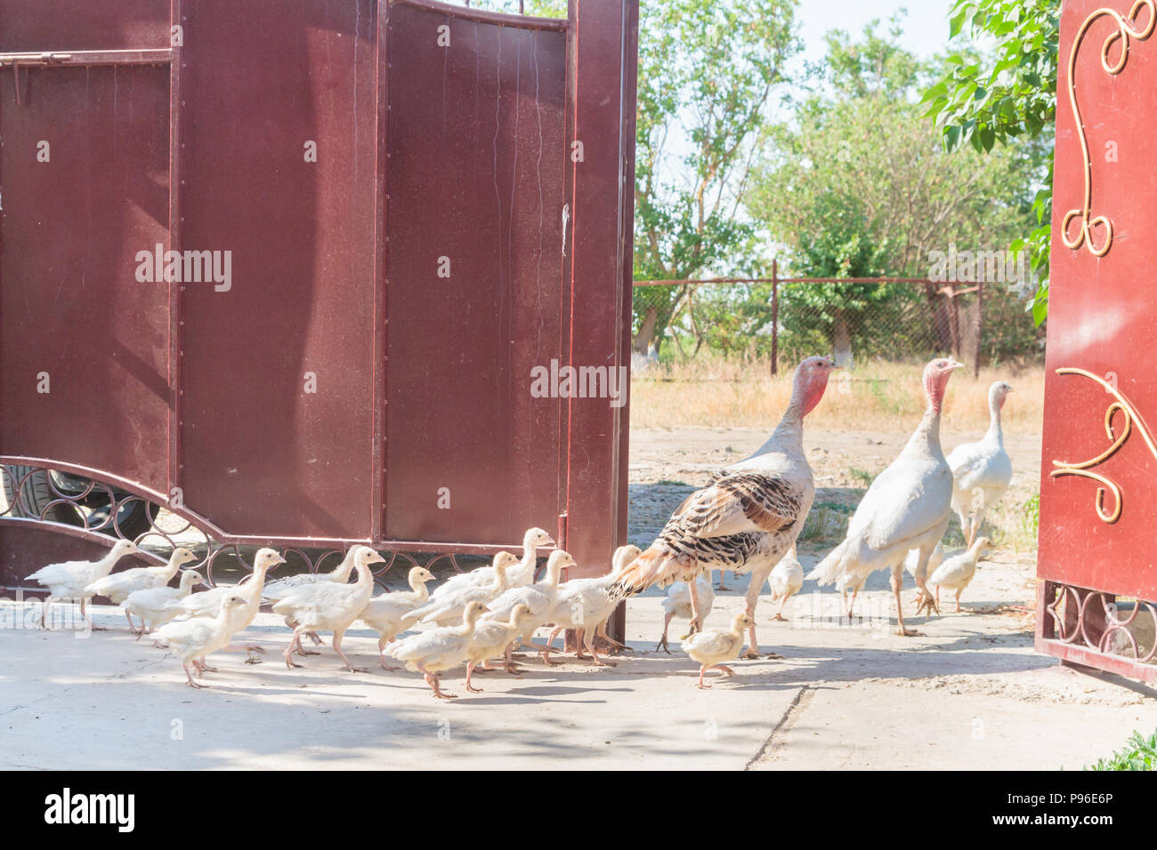 Turkey and little Turkey walks around the yard in the summer Stock ...