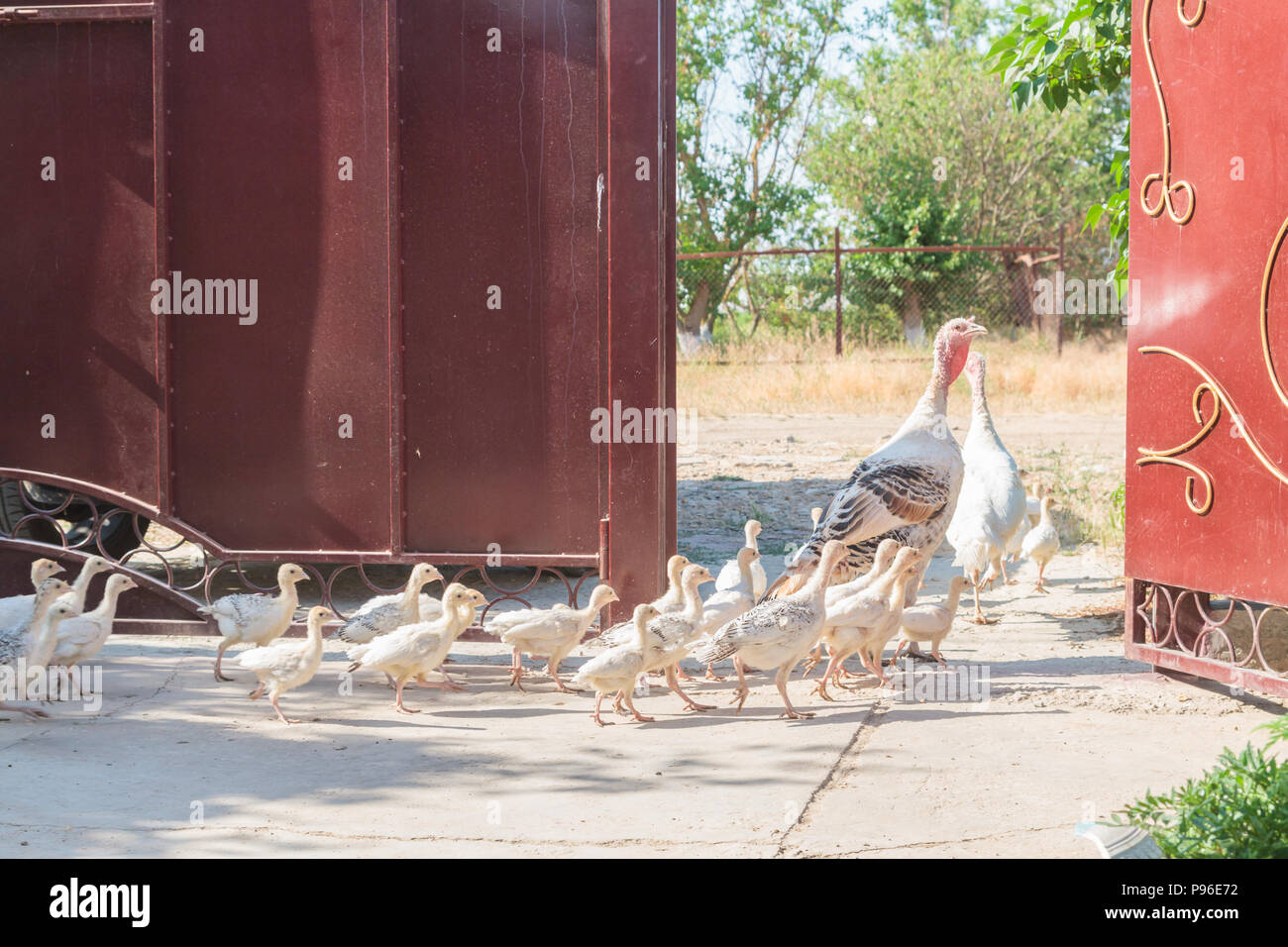 Turkey and little Turkey walks around the yard in the summer Stock ...
