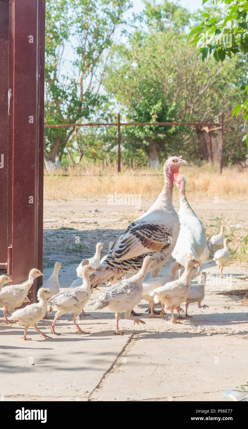 Turkey and little Turkey walks around the yard in the summer Stock ...