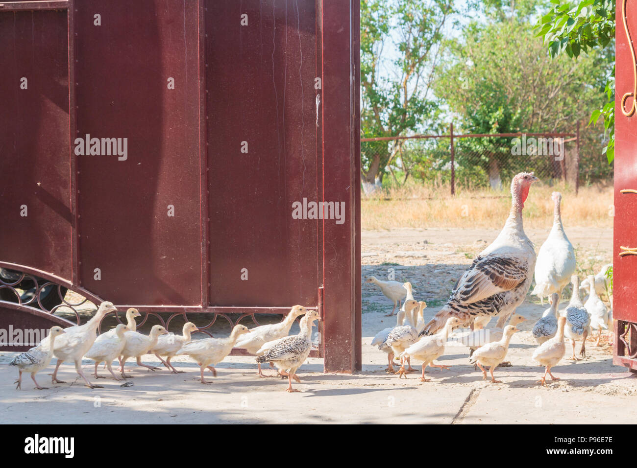 Turkey and little Turkey walks around the yard in the summer Stock ...