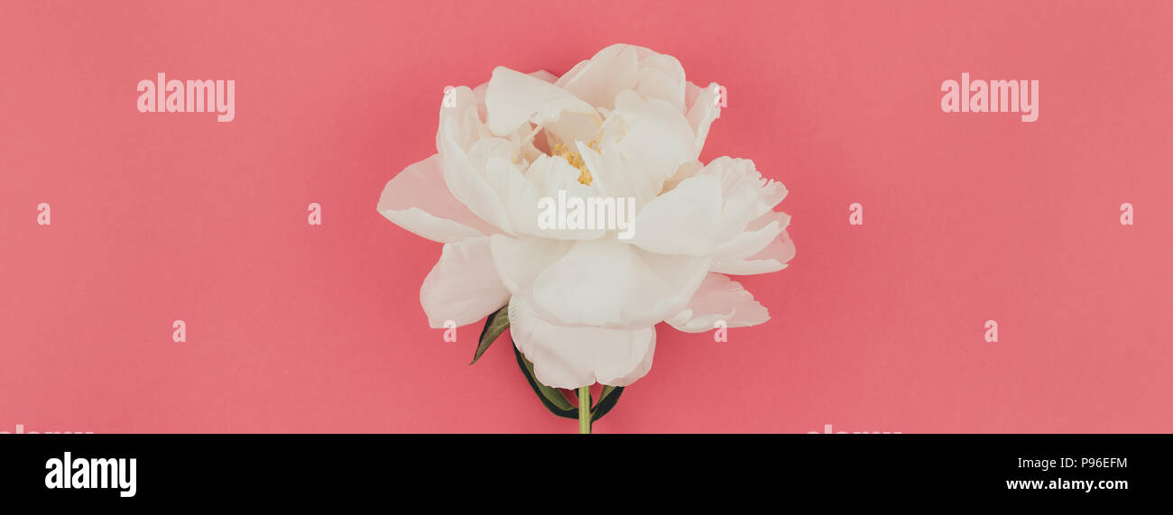 Blooming white peony flowers on pastel millennial pink color paper ...