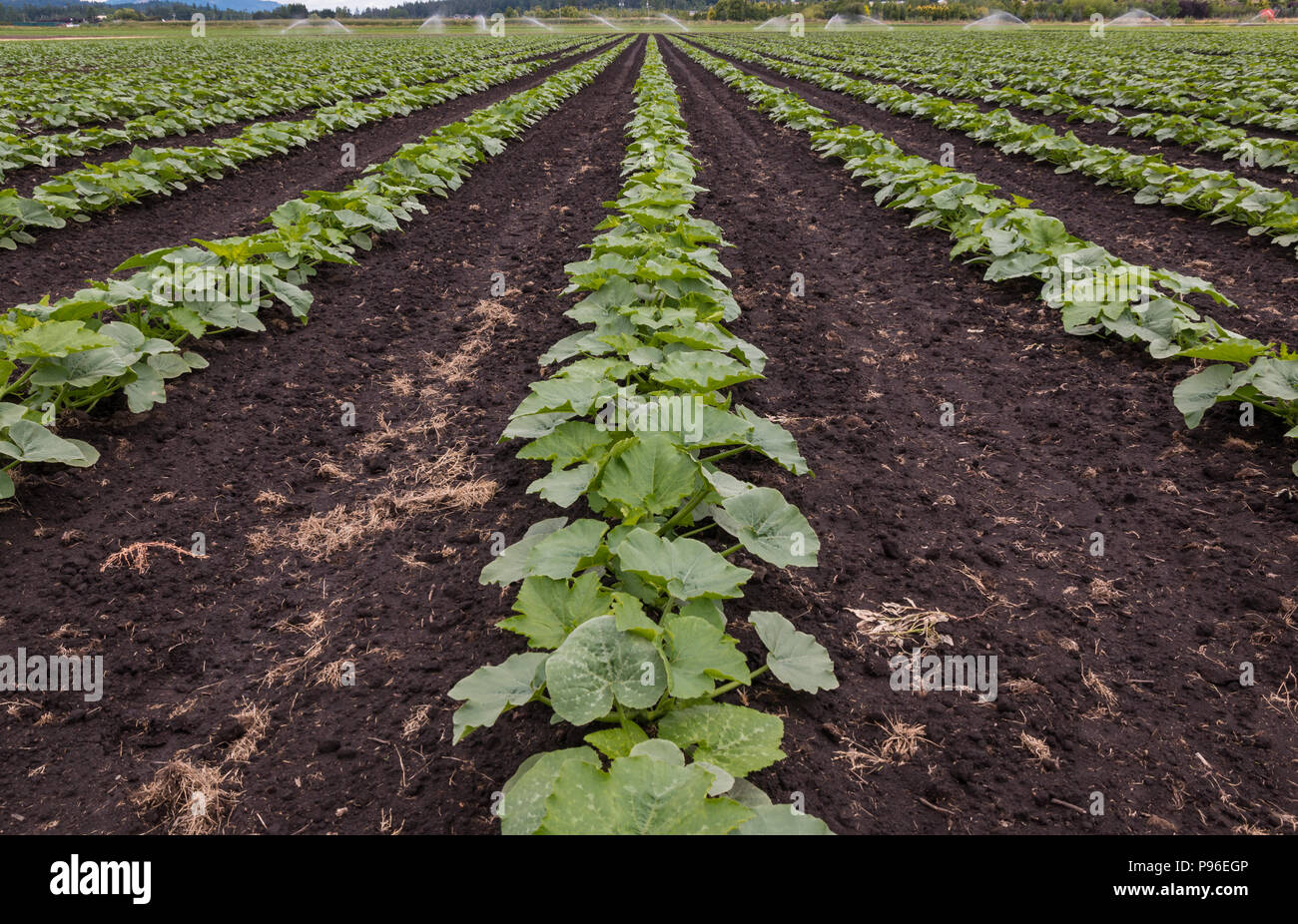 Rows of vegetables growing in a farmers field Stock Photo - Alamy