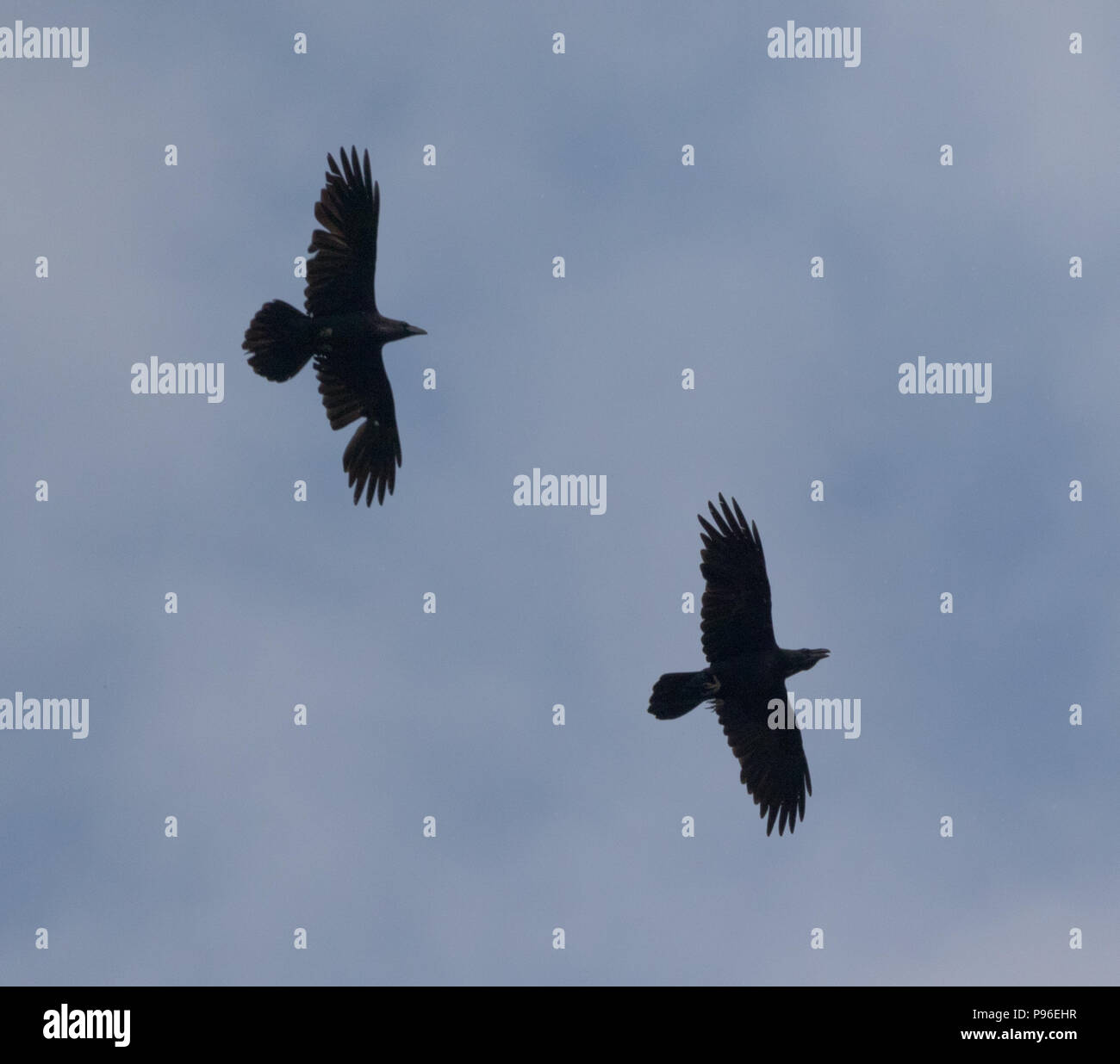 Two ravens flying hi-res stock photography and images - Alamy