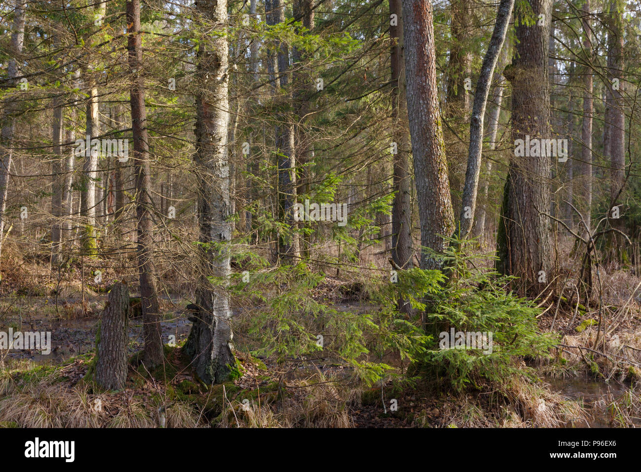 Old alder trees among spruces in wintertime sunset view of wet natural ...