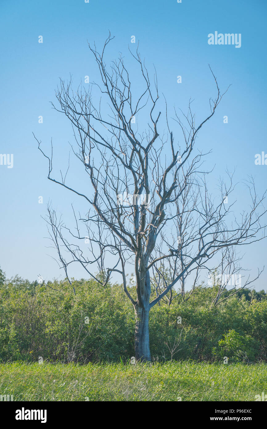 A tree in a dry meadow with a blue sky hi-res stock photography and ...