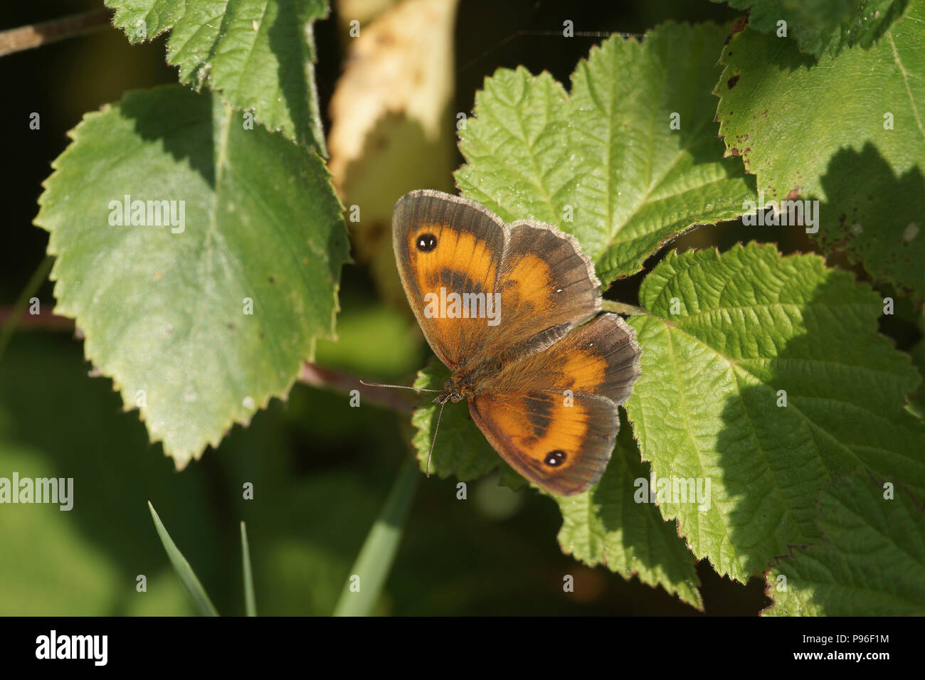Pyronia tithonius hi-res stock photography and images - Alamy
