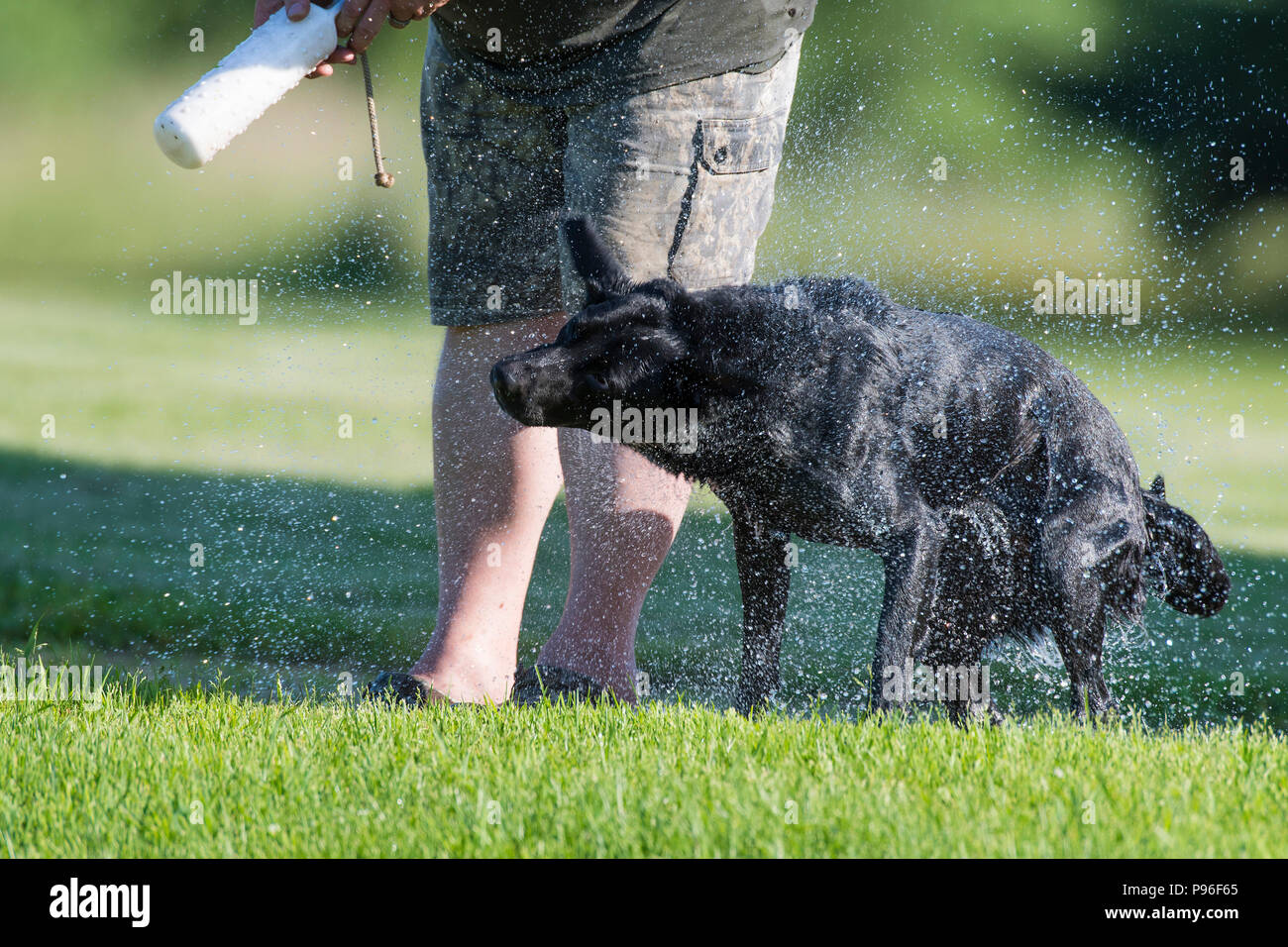 Black labrador retriever with training dummy hi-res stock photography ...