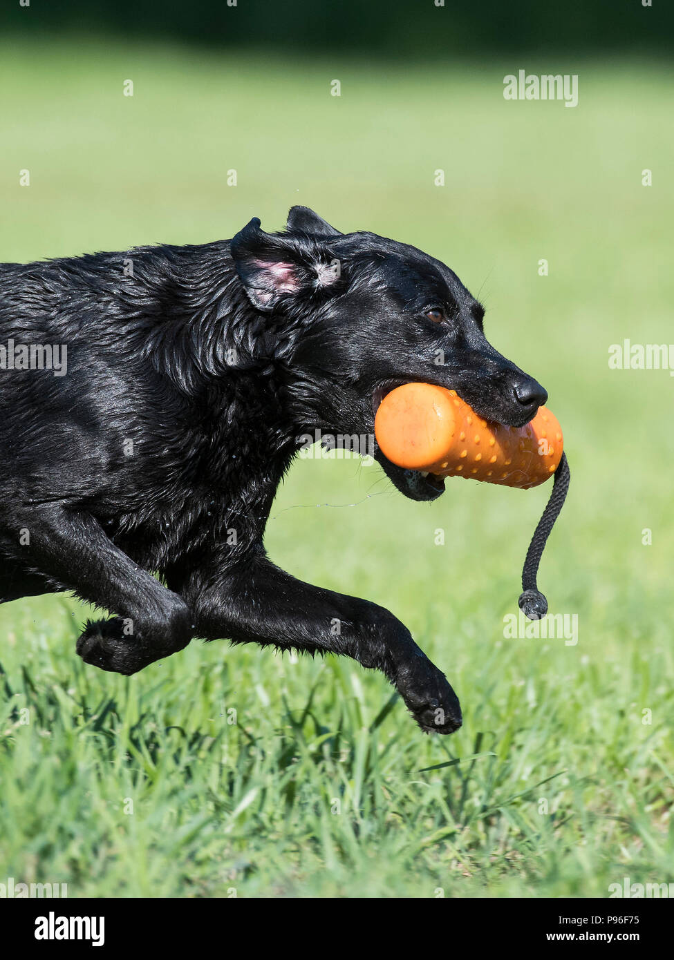 A Black Labrador Retriever training for hunting season Stock Photo - Alamy
