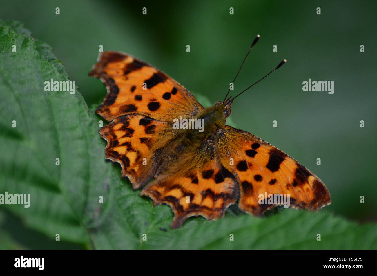 Butterfly shaped leaf hi-res stock photography and images - Alamy