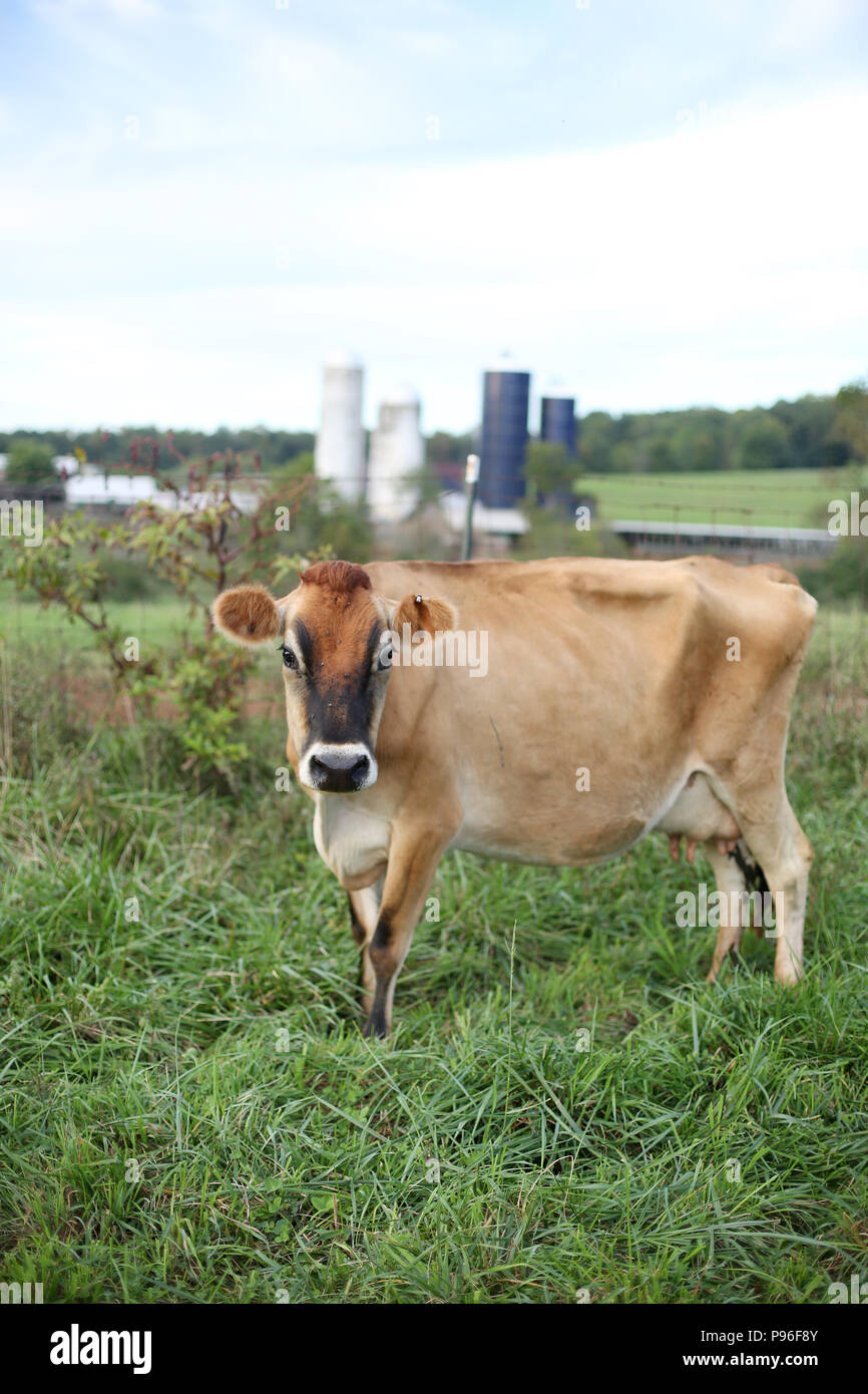 Cow on farm. Photo credit: Katherine Penn Stock Photo - Alamy