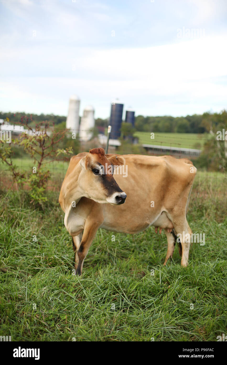 Cow on farm. Photo credit: Katherine Penn Stock Photo - Alamy