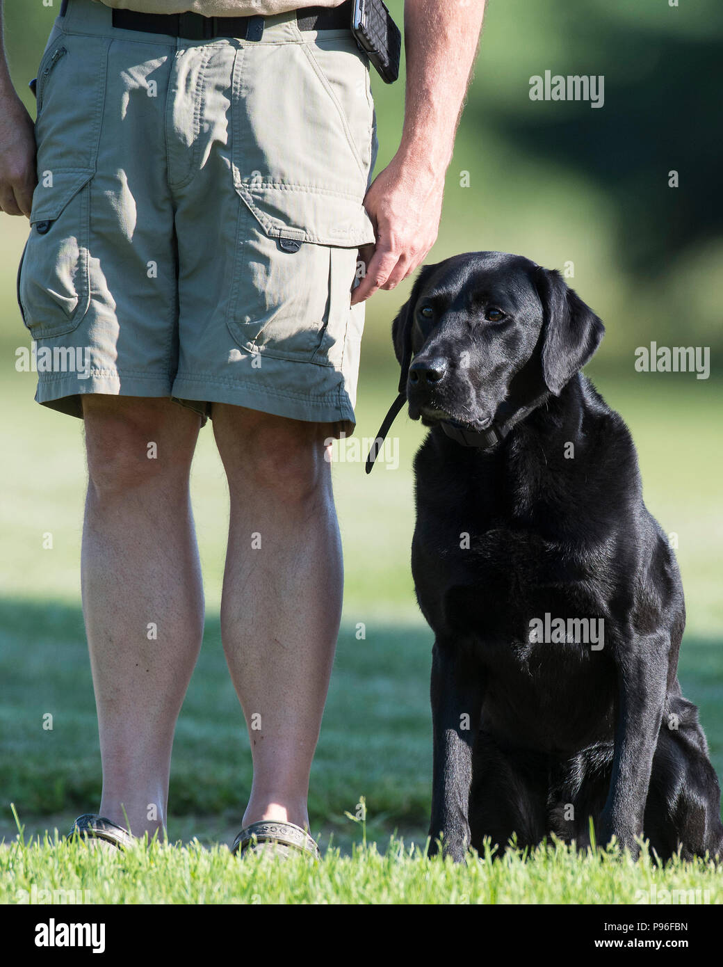 Black lab with training bumper hi-res stock photography and images - Alamy