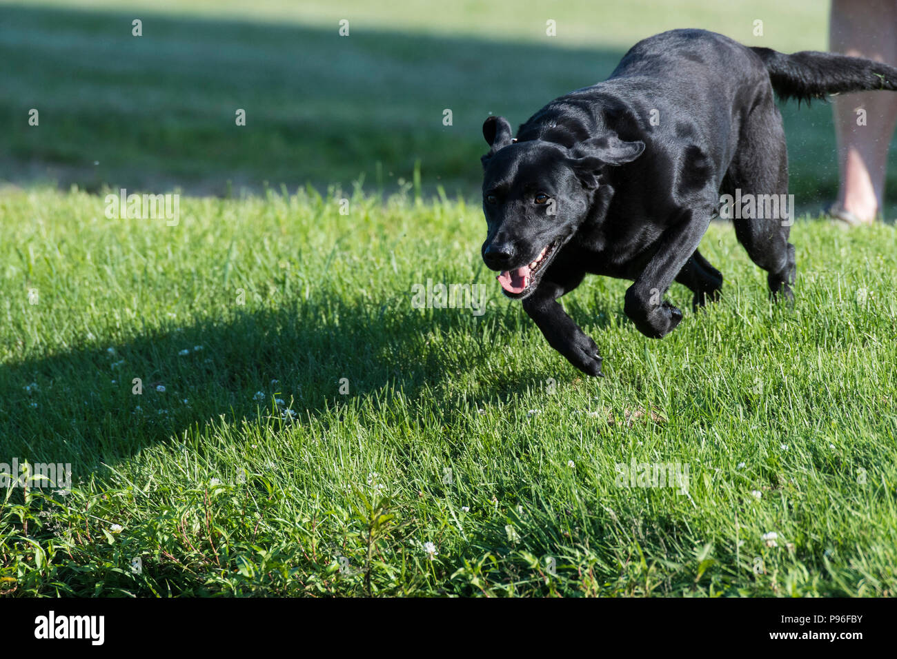 A Black Labrador Retriever training for hunting season Stock Photo - Alamy