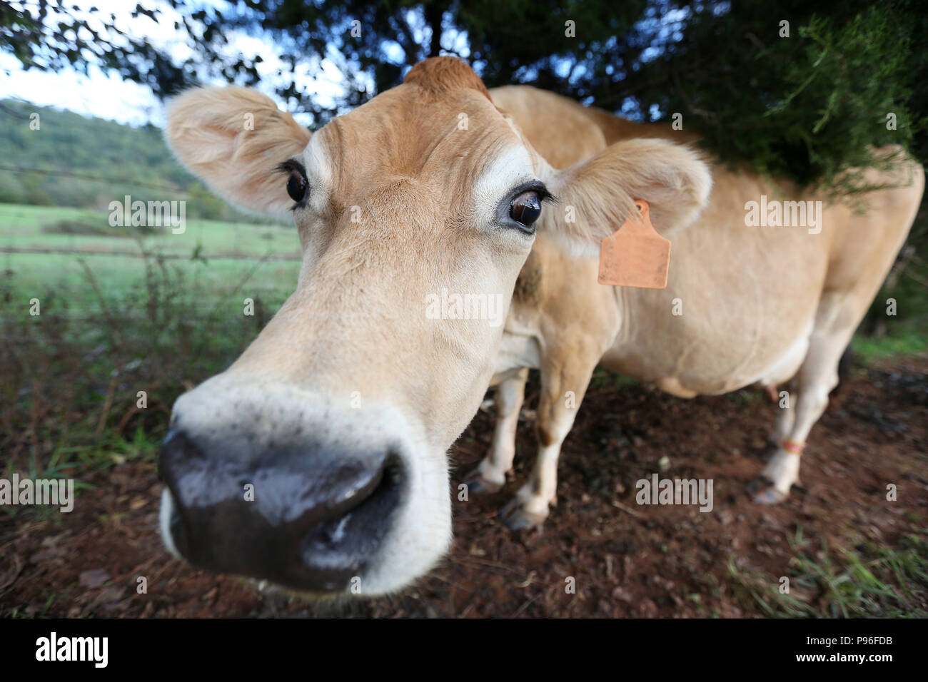 Cow on farm. Photo credit: Katherine Penn Stock Photo - Alamy